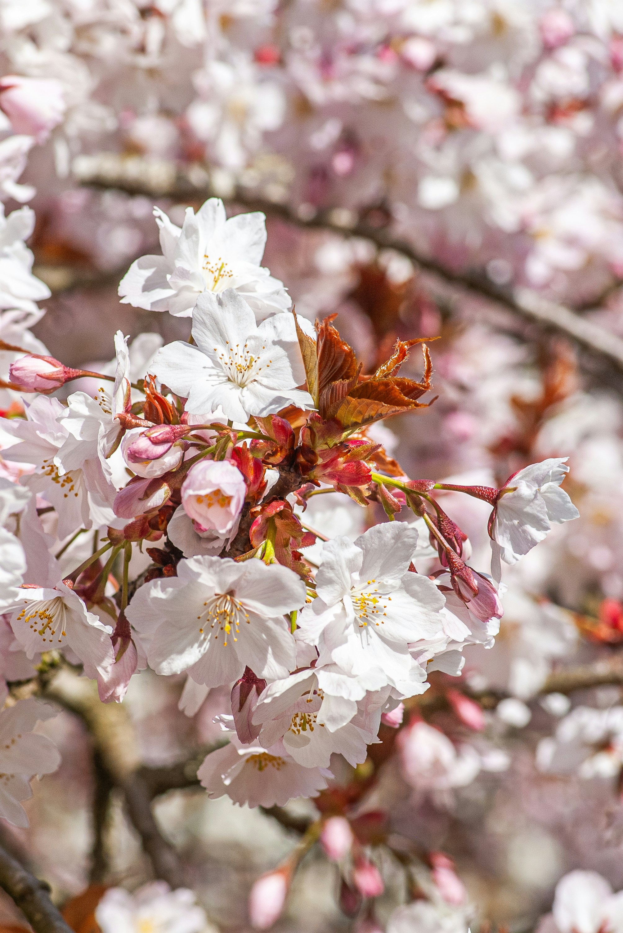 Blossom Cluster in Soft Focus: A Petal Cascade of Spring