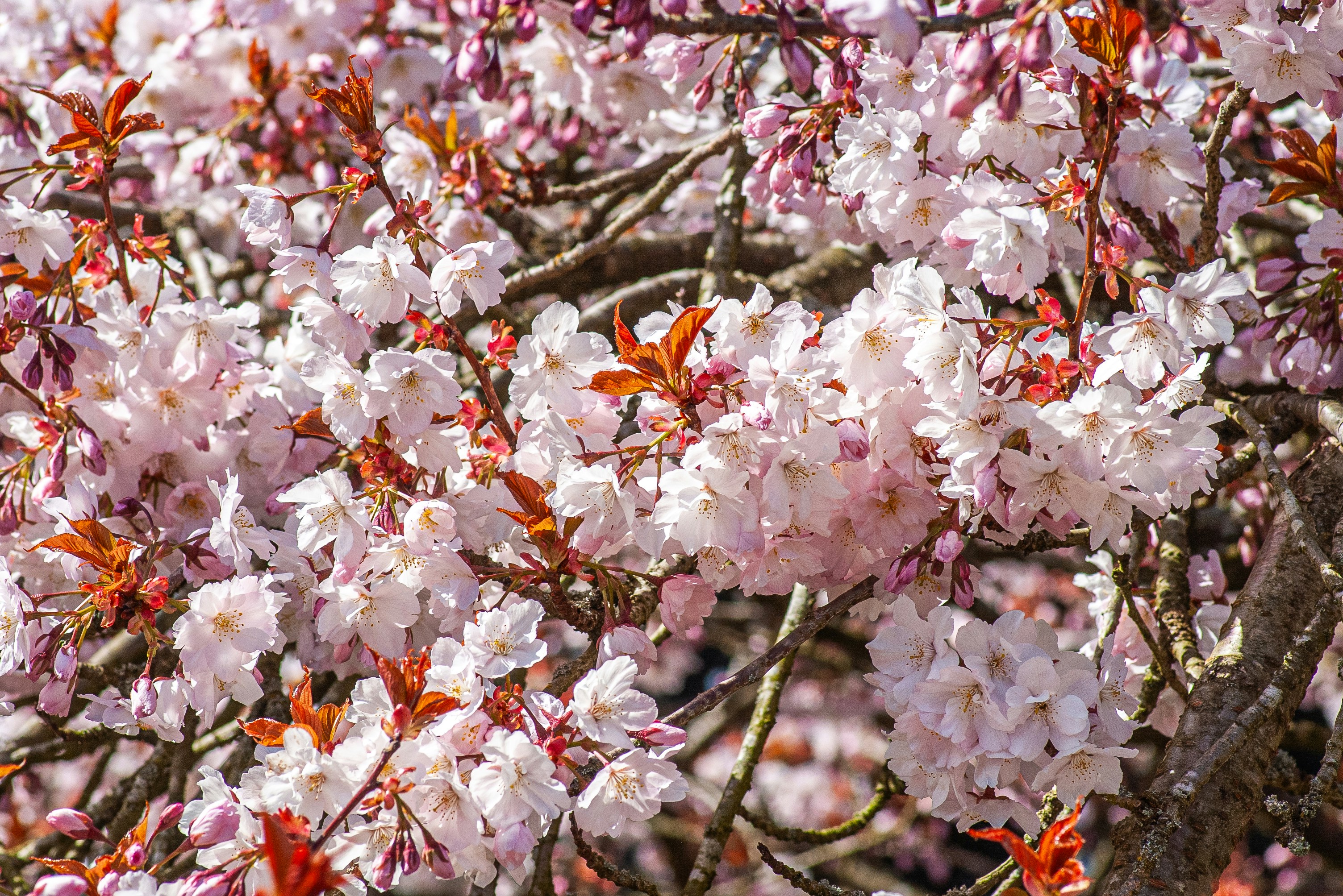 Blossoms in Focus: Soft Pink Bloomscape Under Spring Sun