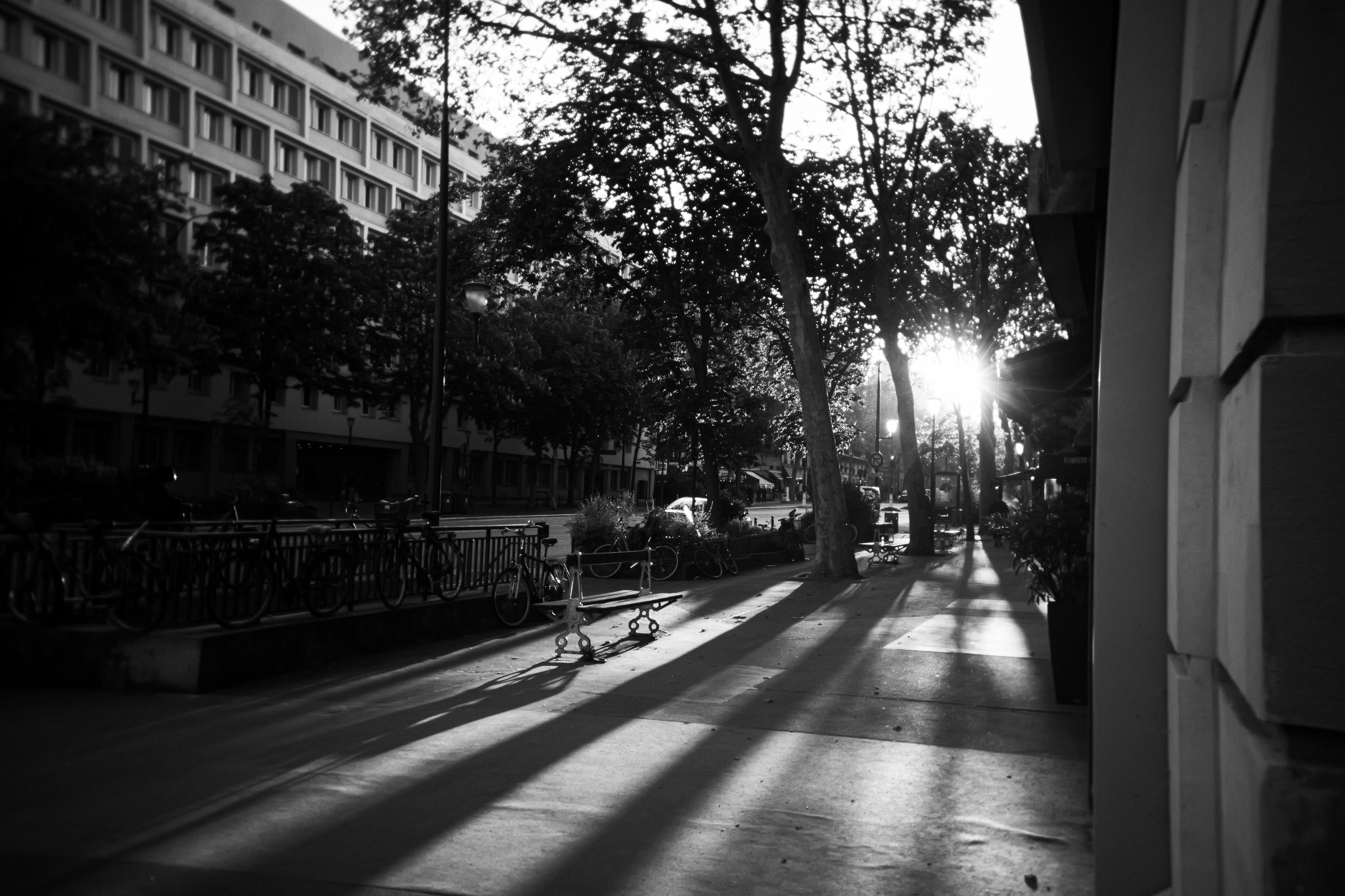 Shadows on the Boulevard: Sunlit Traces of Evening