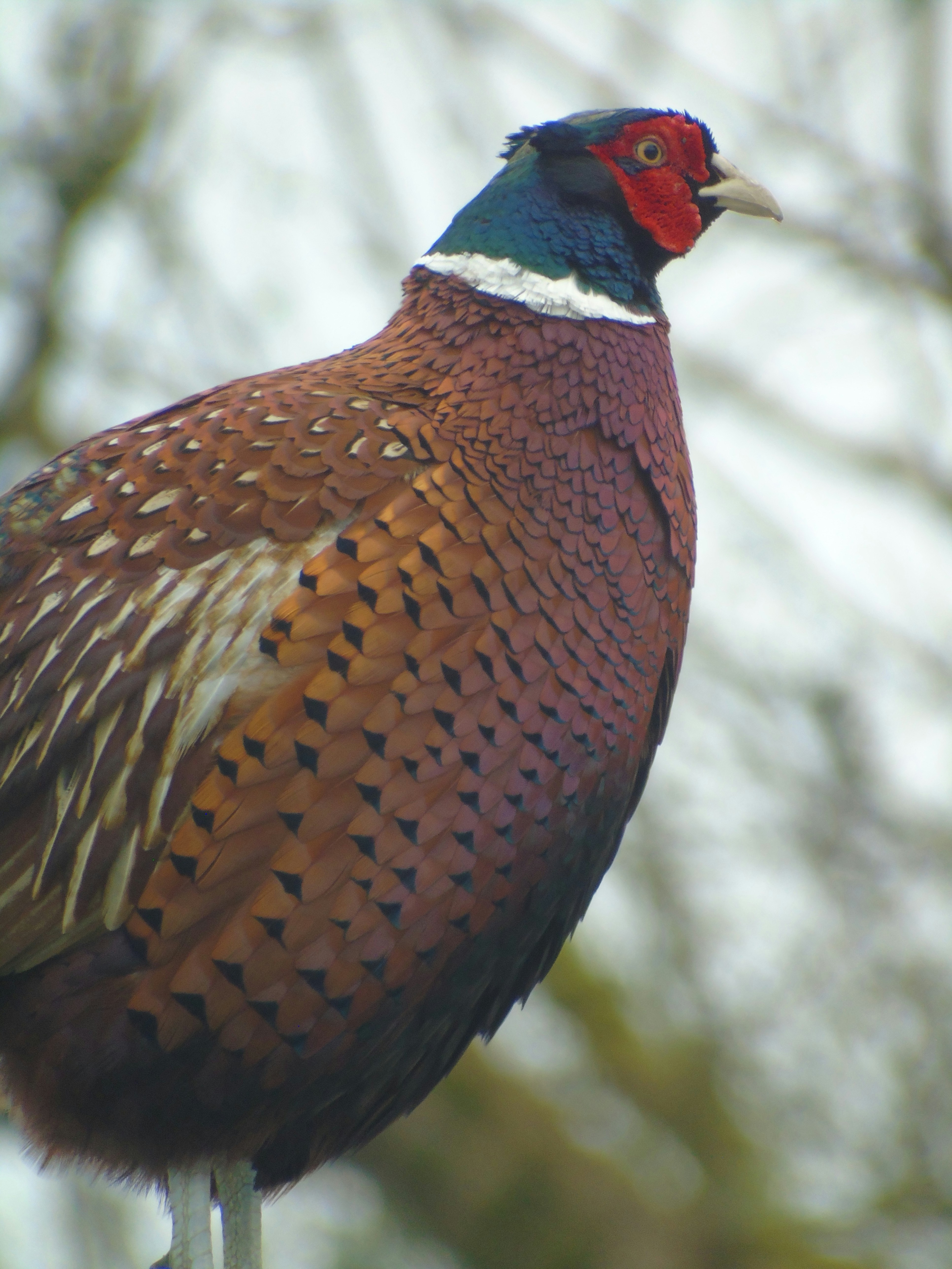 Crimson Crest and Chestnut Plumage: Portrait of a Ringed Pheasant