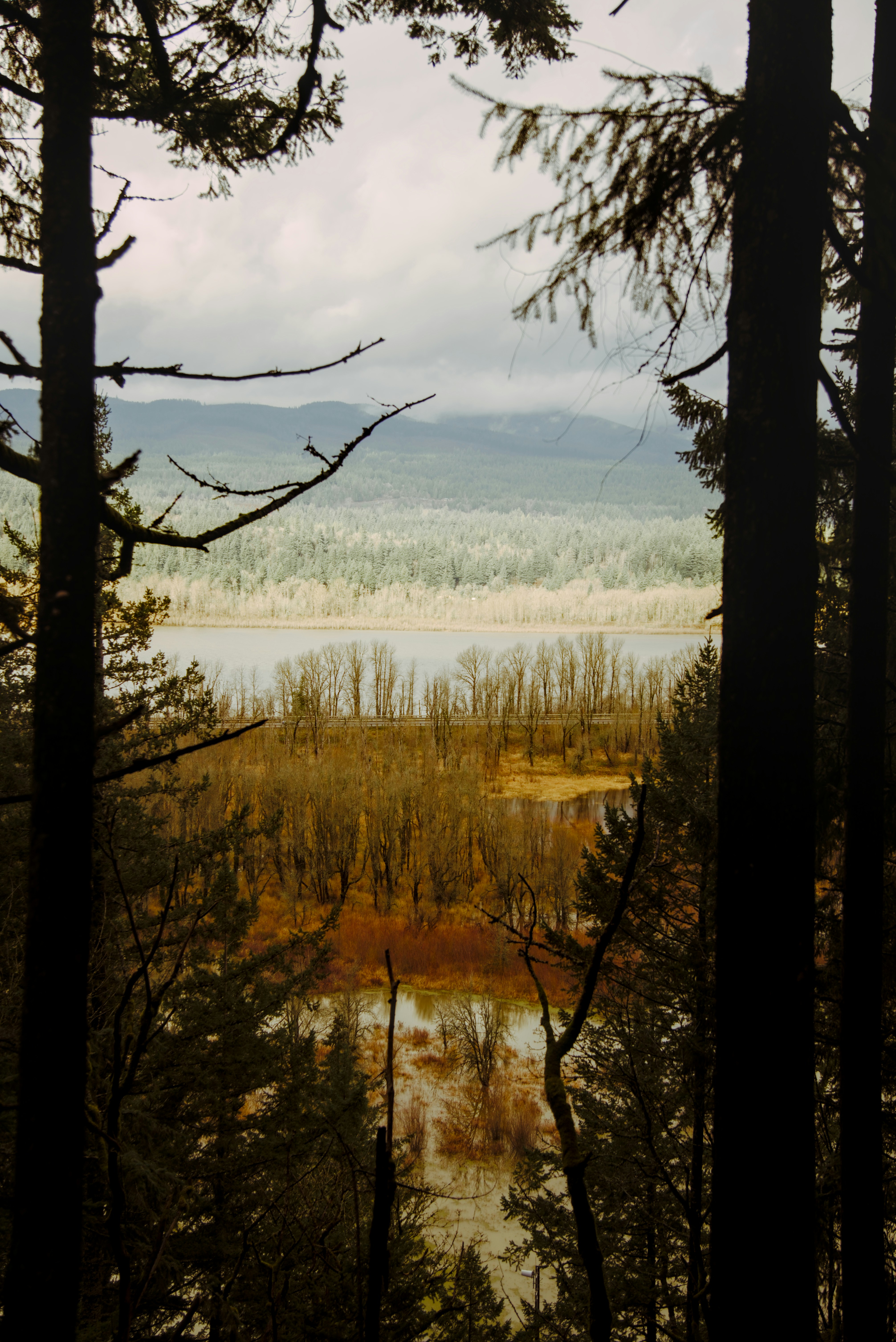 Light Through the Pines: A Quiet Lake Scene Framed by Trees