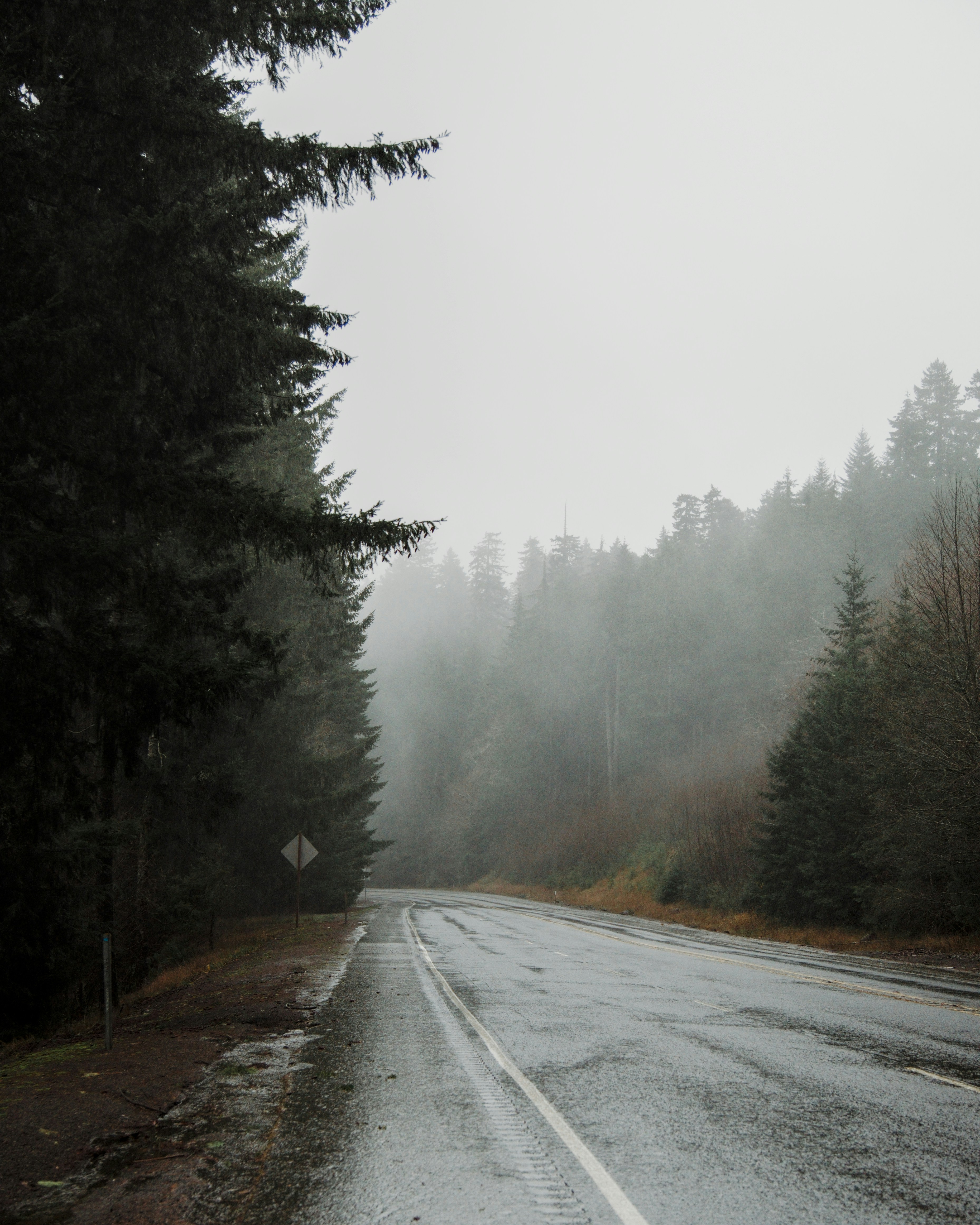 Fogbound Forest Road Vanishing Point