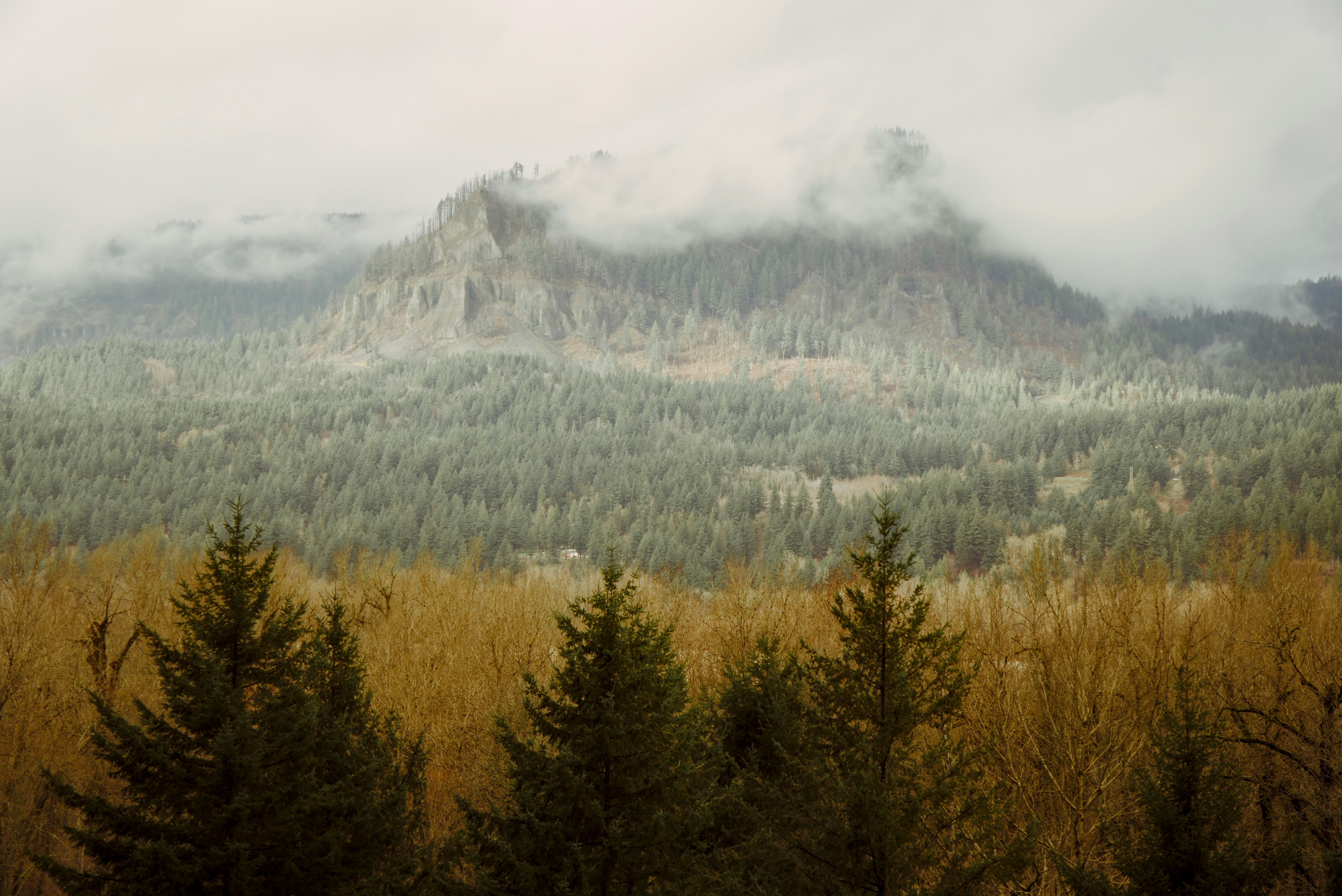 Mist Veil Over the Pine Ridge