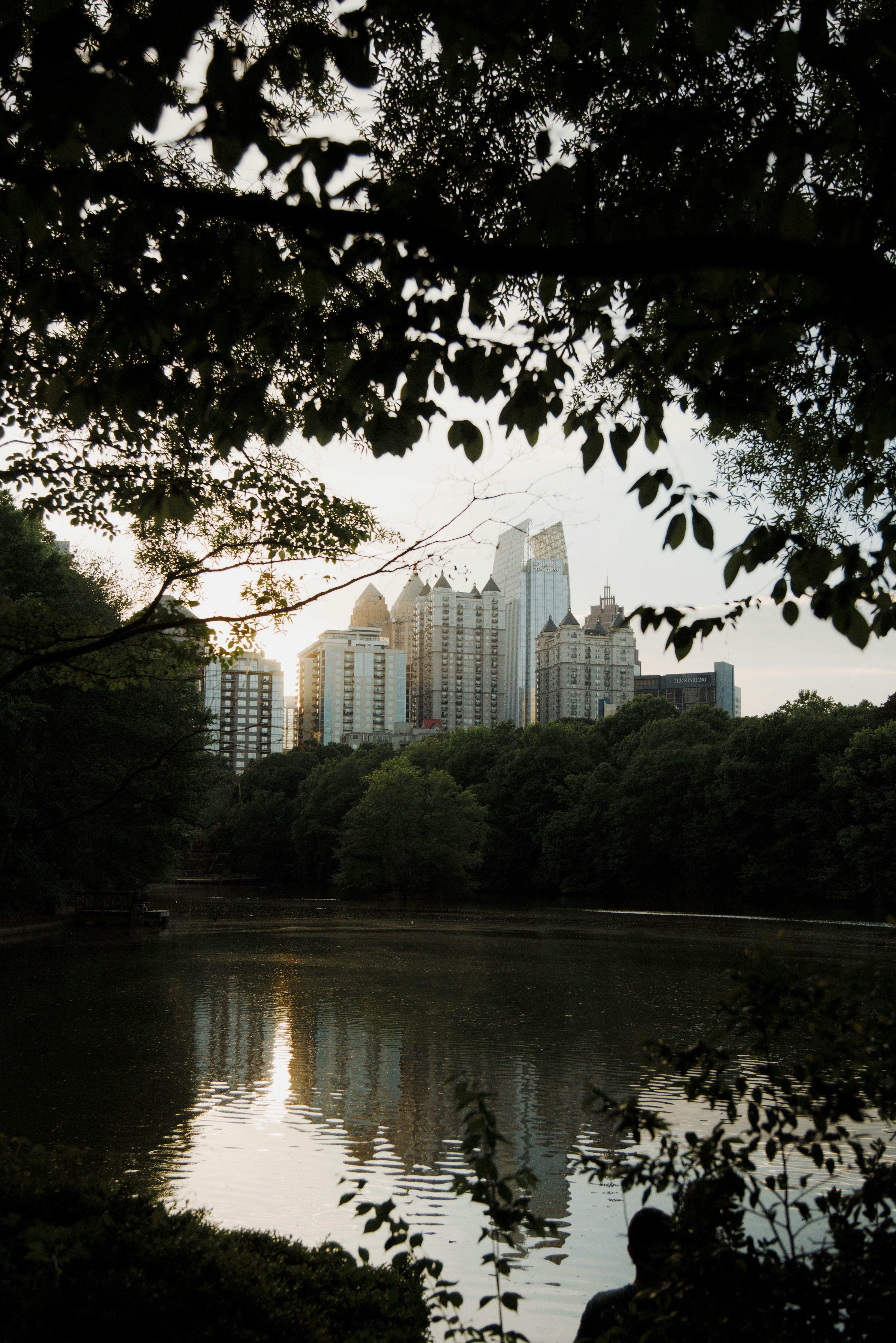 Cityscape Emerges Through Tree Framing at Dusk