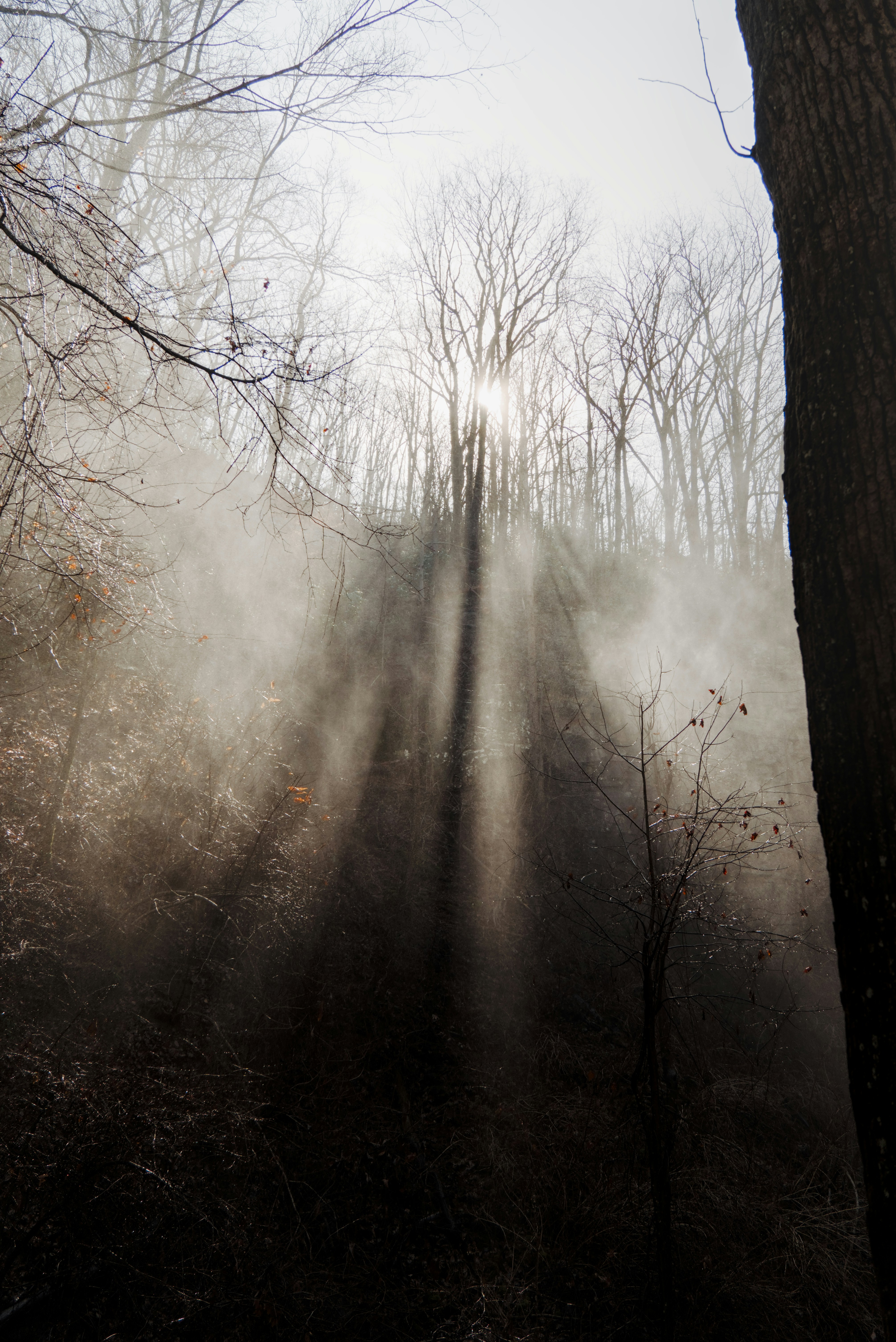 Sunbeams Piercing the Mist in a Winter Forest