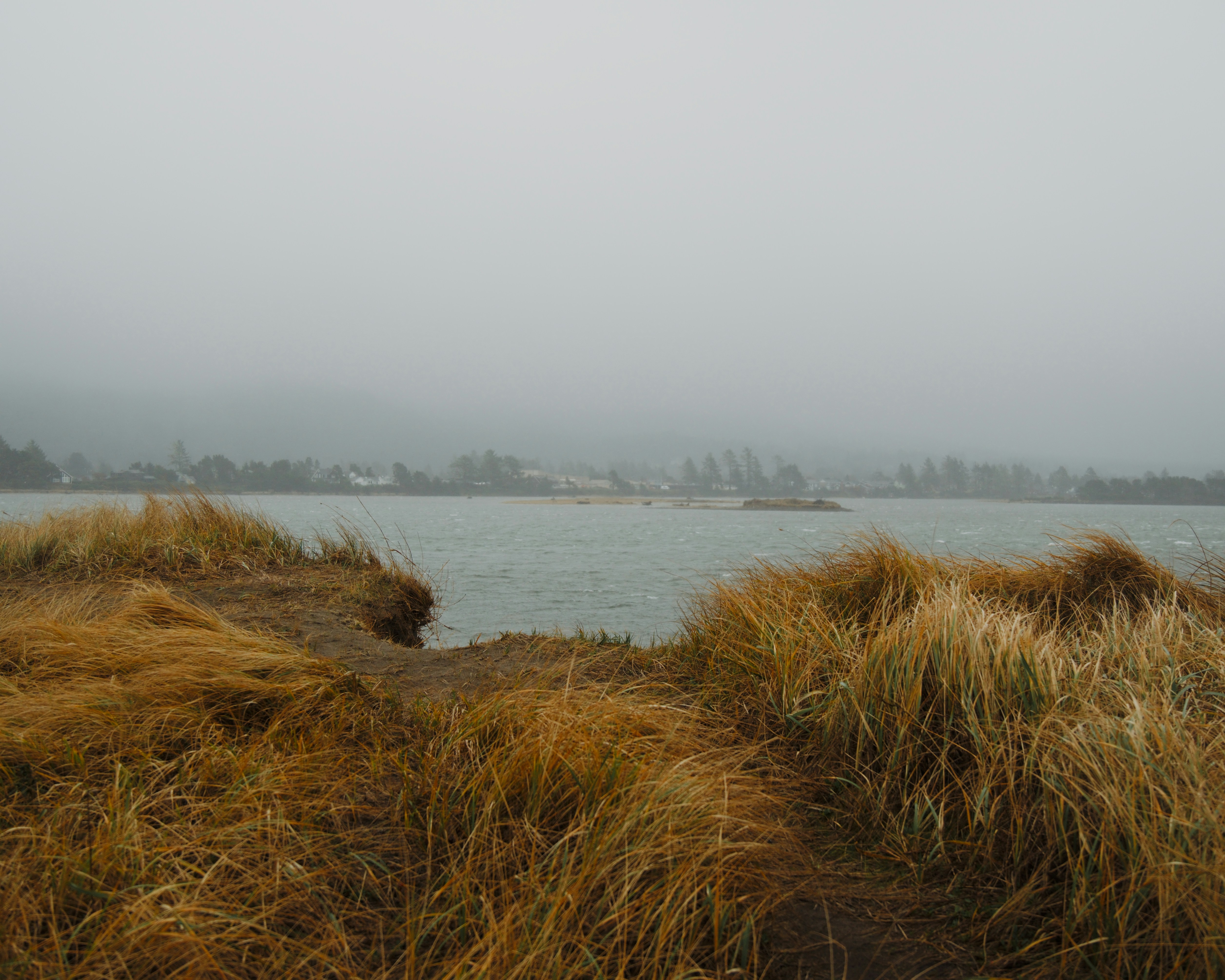 Coastal Grasses Meet a Misty Horizon