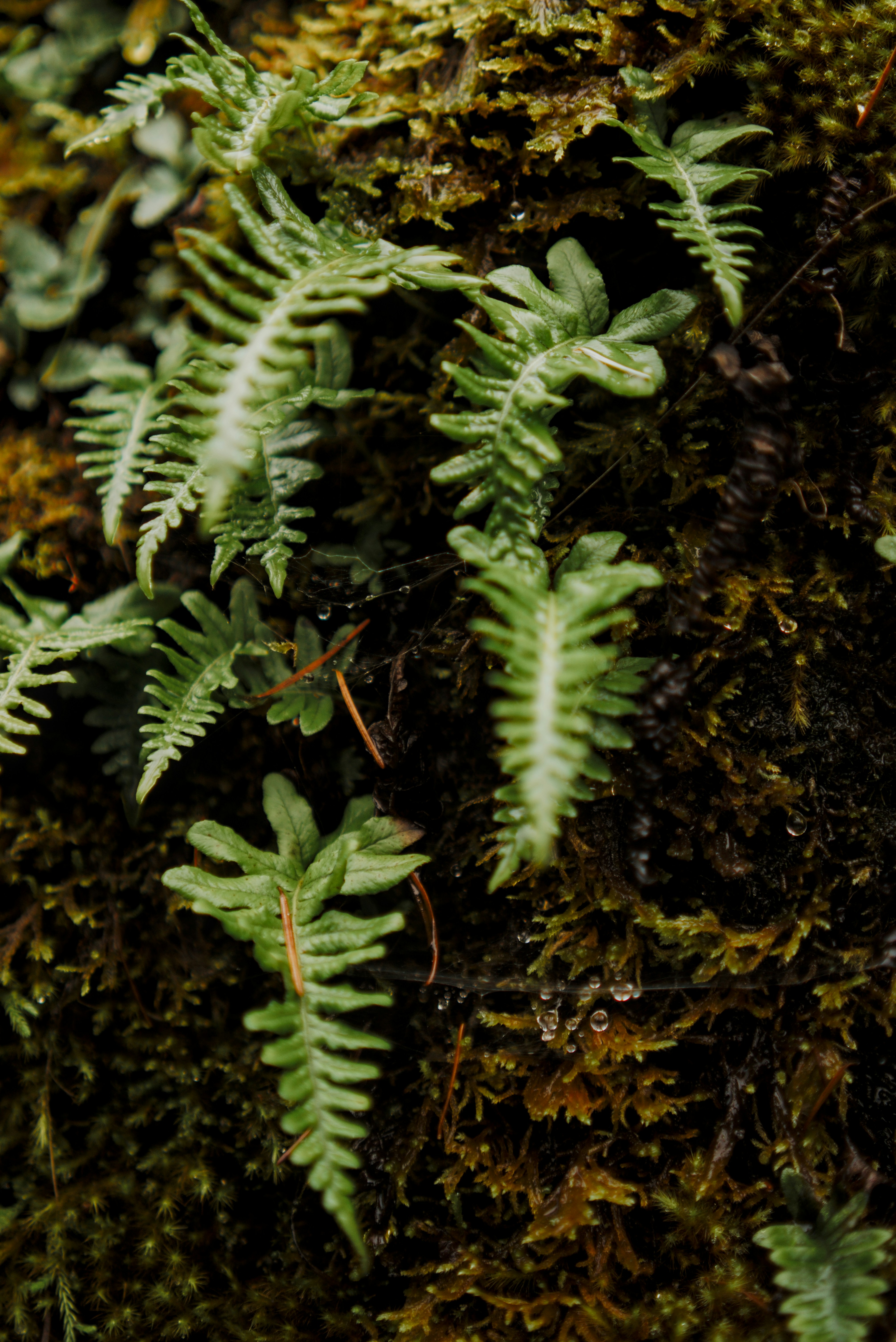Fern Fragments on Mossy Rock