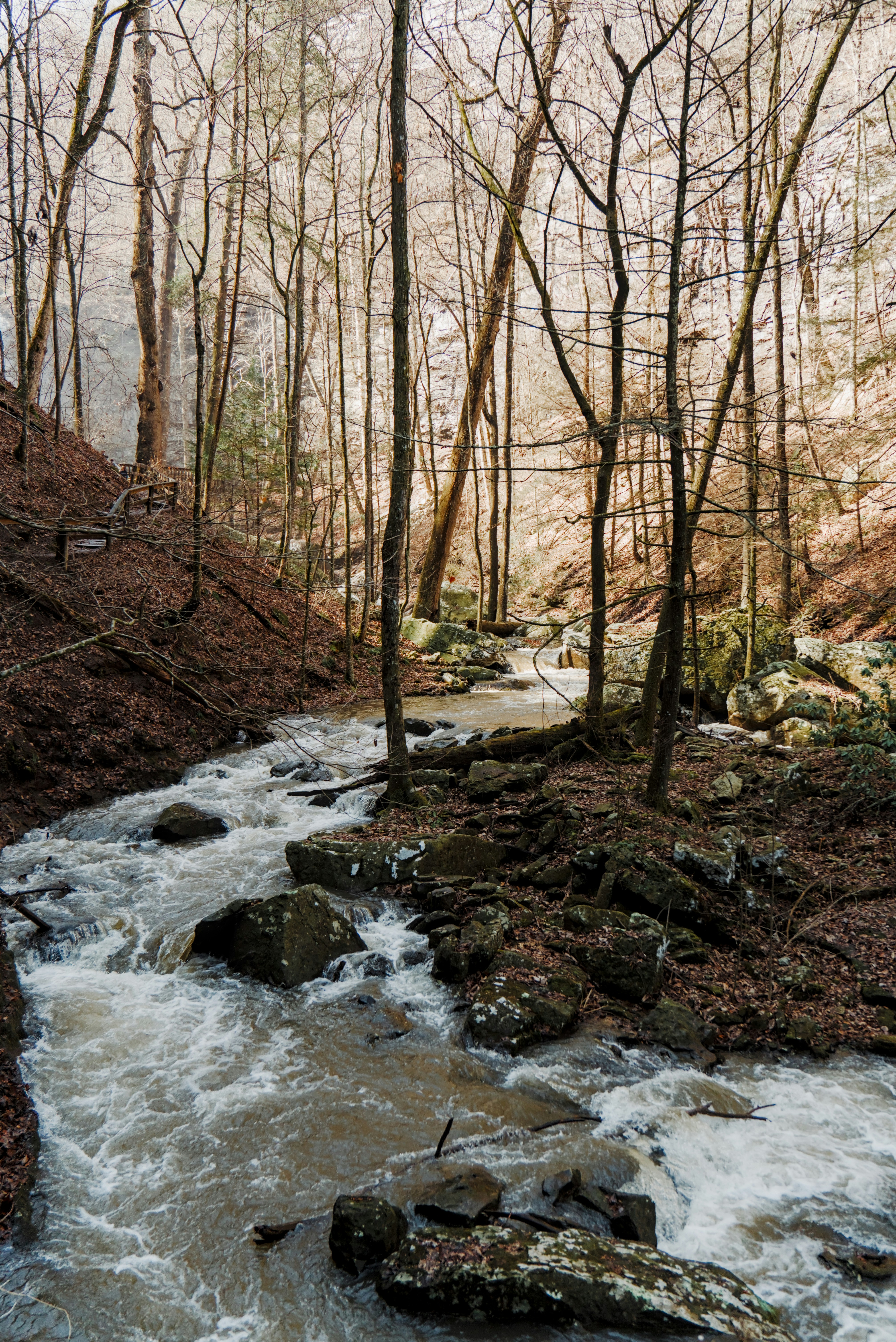 Forest Rill: A Dawn Chase Through Bare Branches and Wining Stream