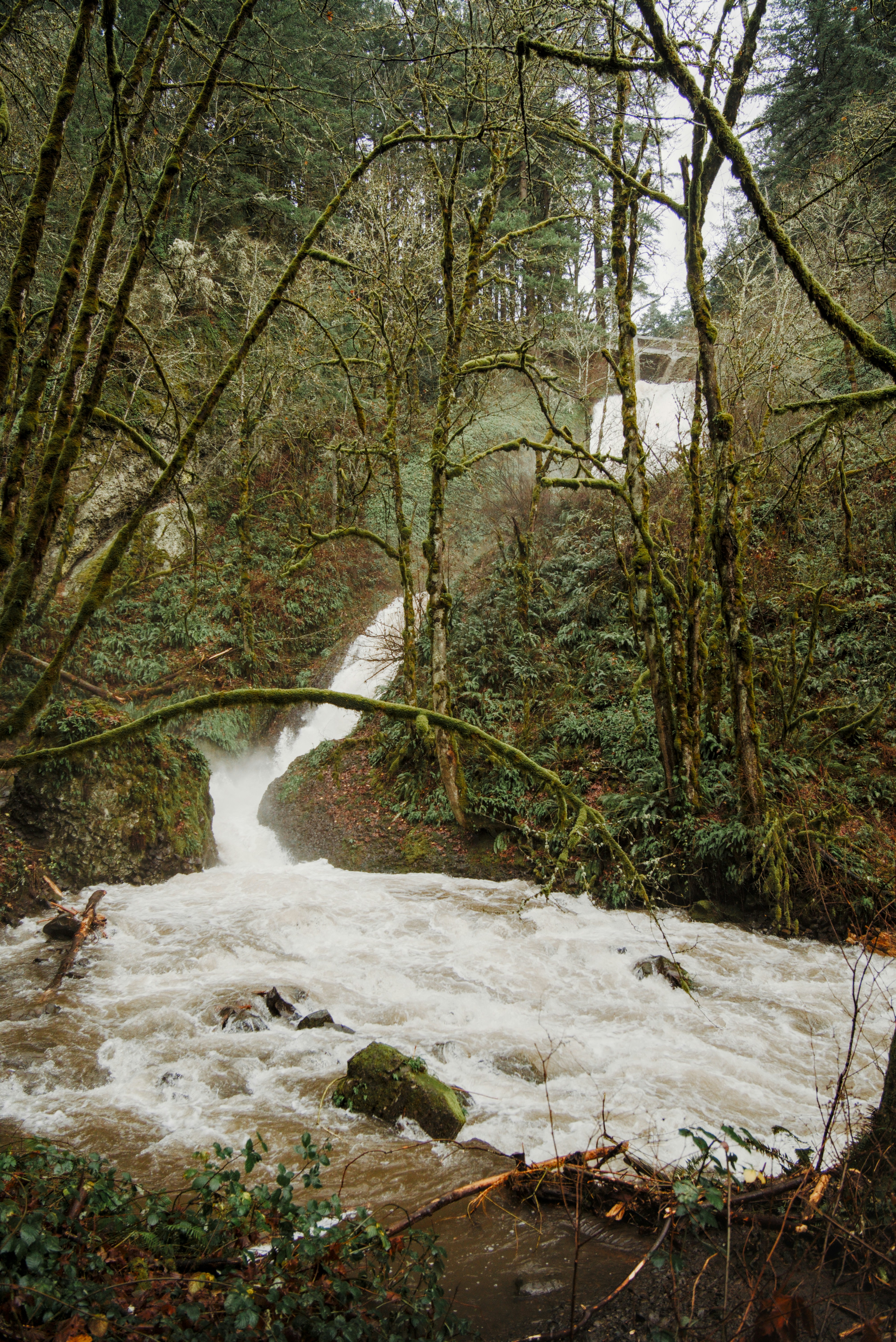 Mist over the Moss-Covered Gorge