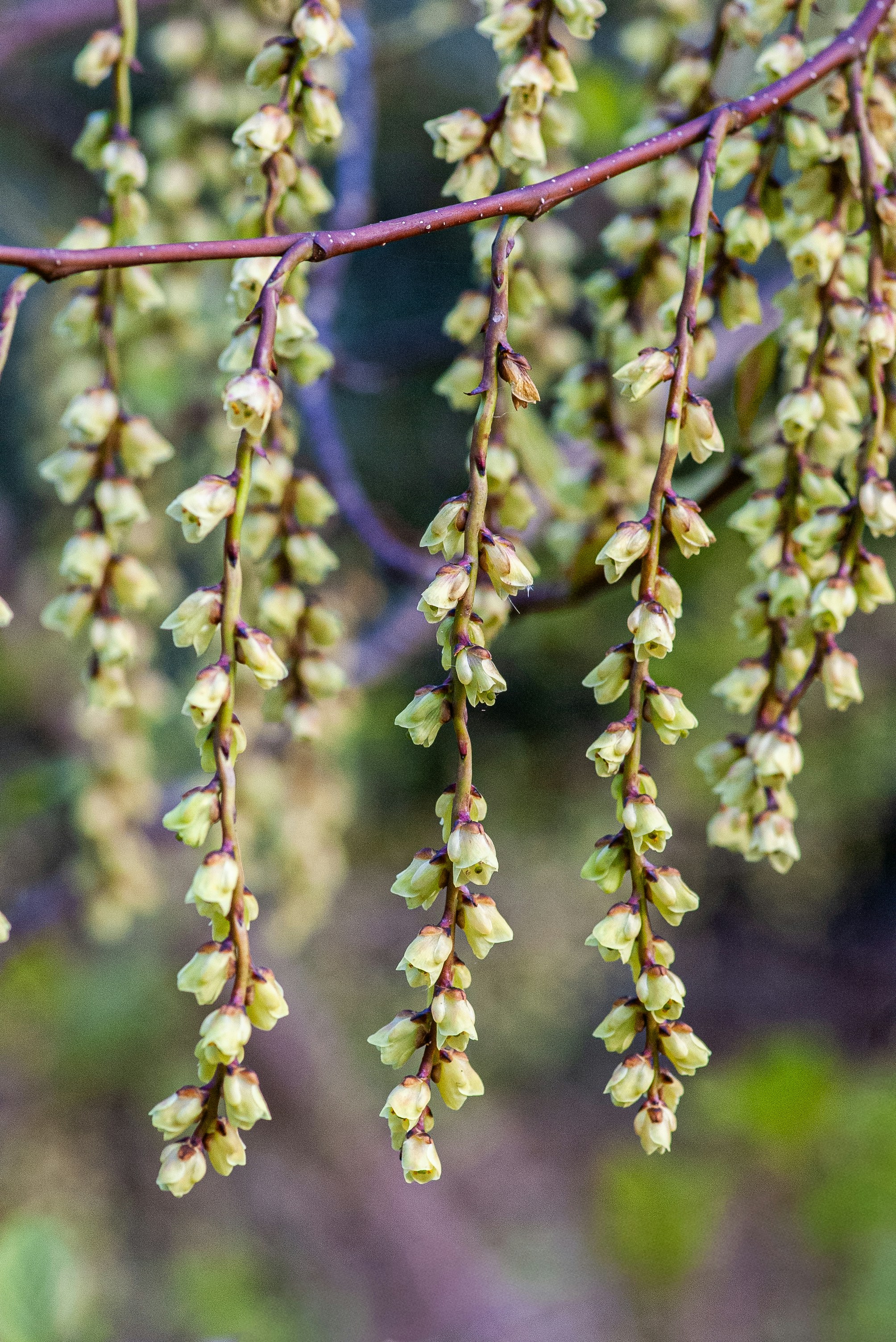 Dangling Yellow Bells: a close-up of witch hazel blossoms in soft focus