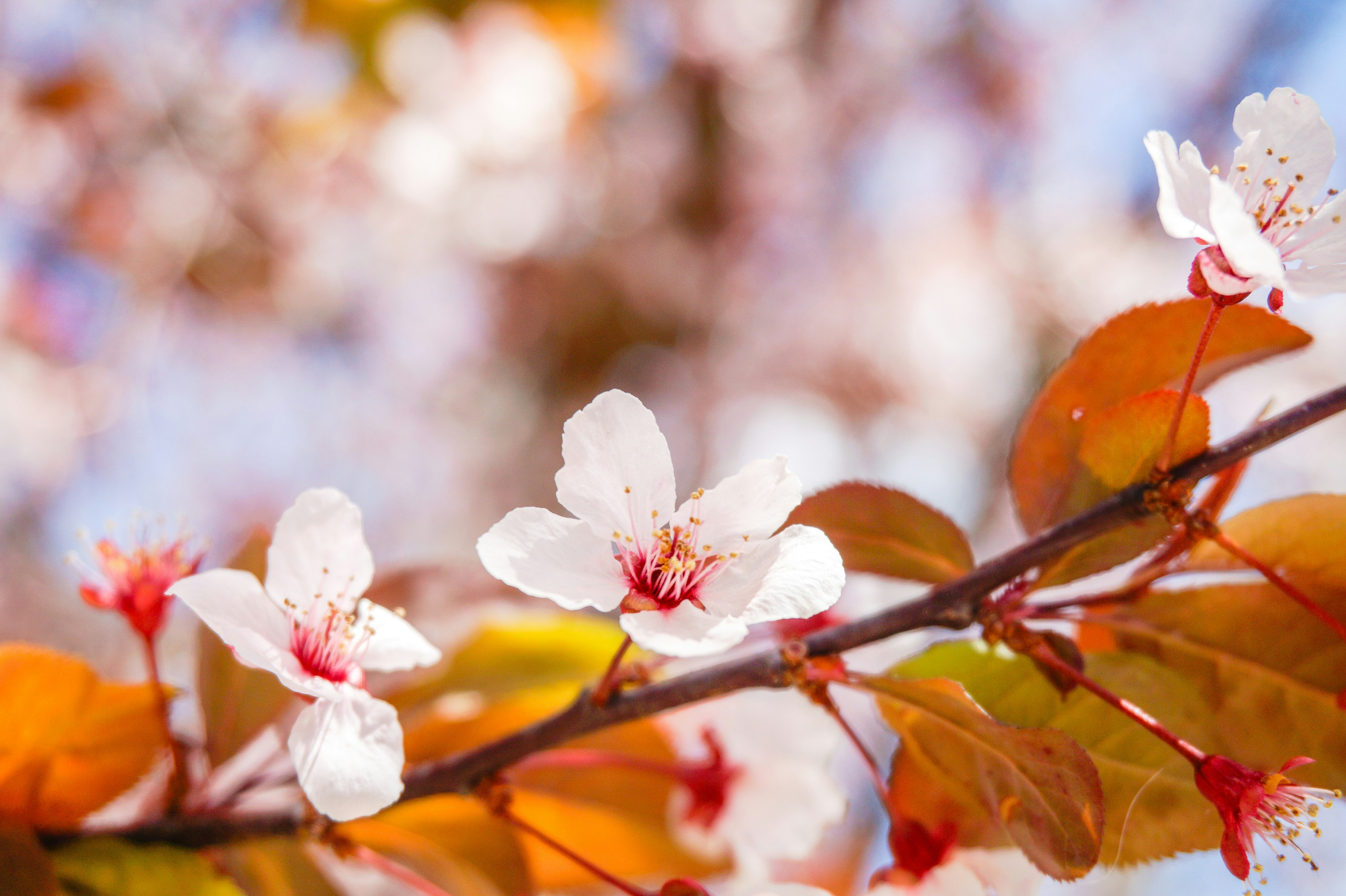  blossoms in afternoon light on a sunlit branch