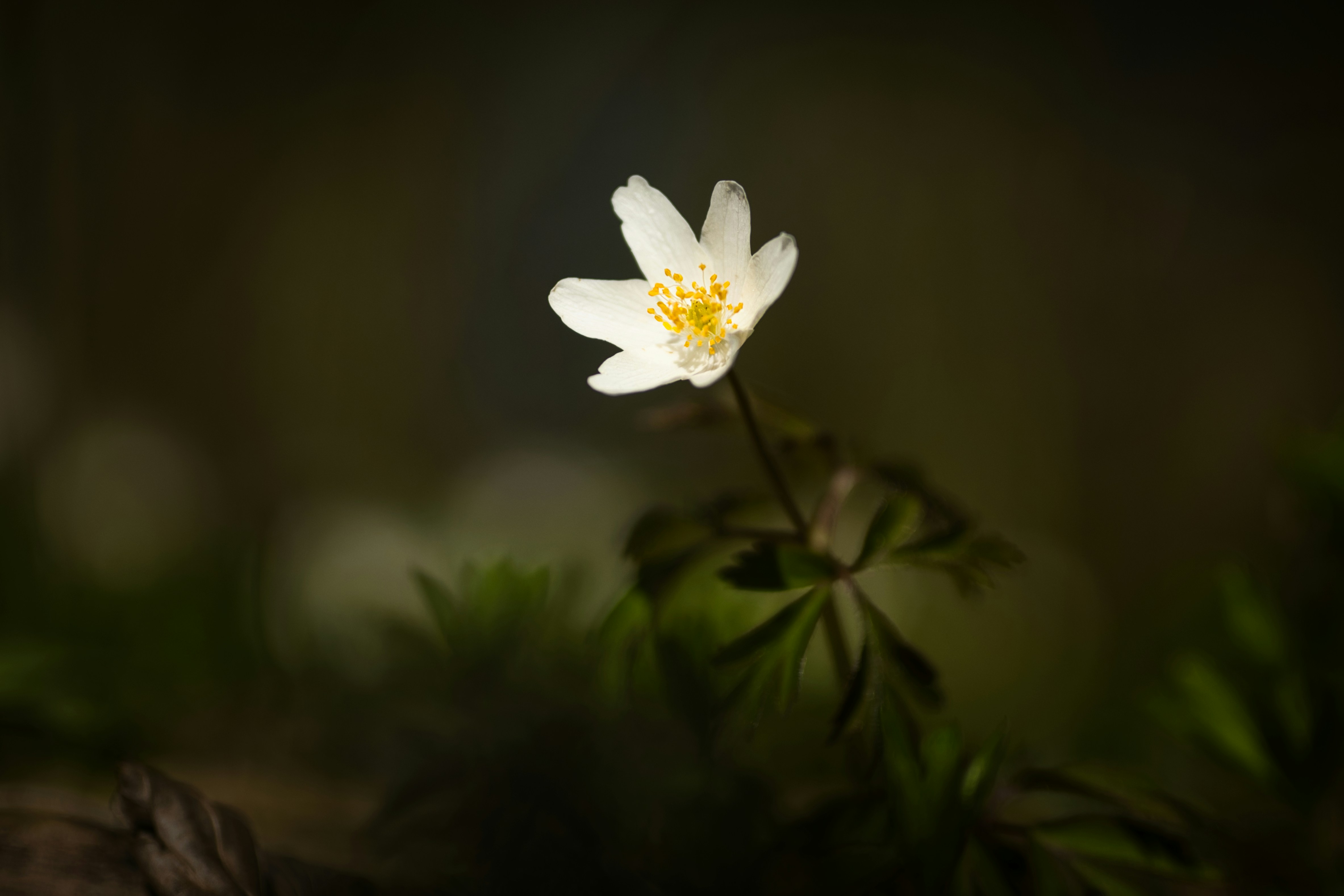 Lone White Blossom Amid Gentle Shadows