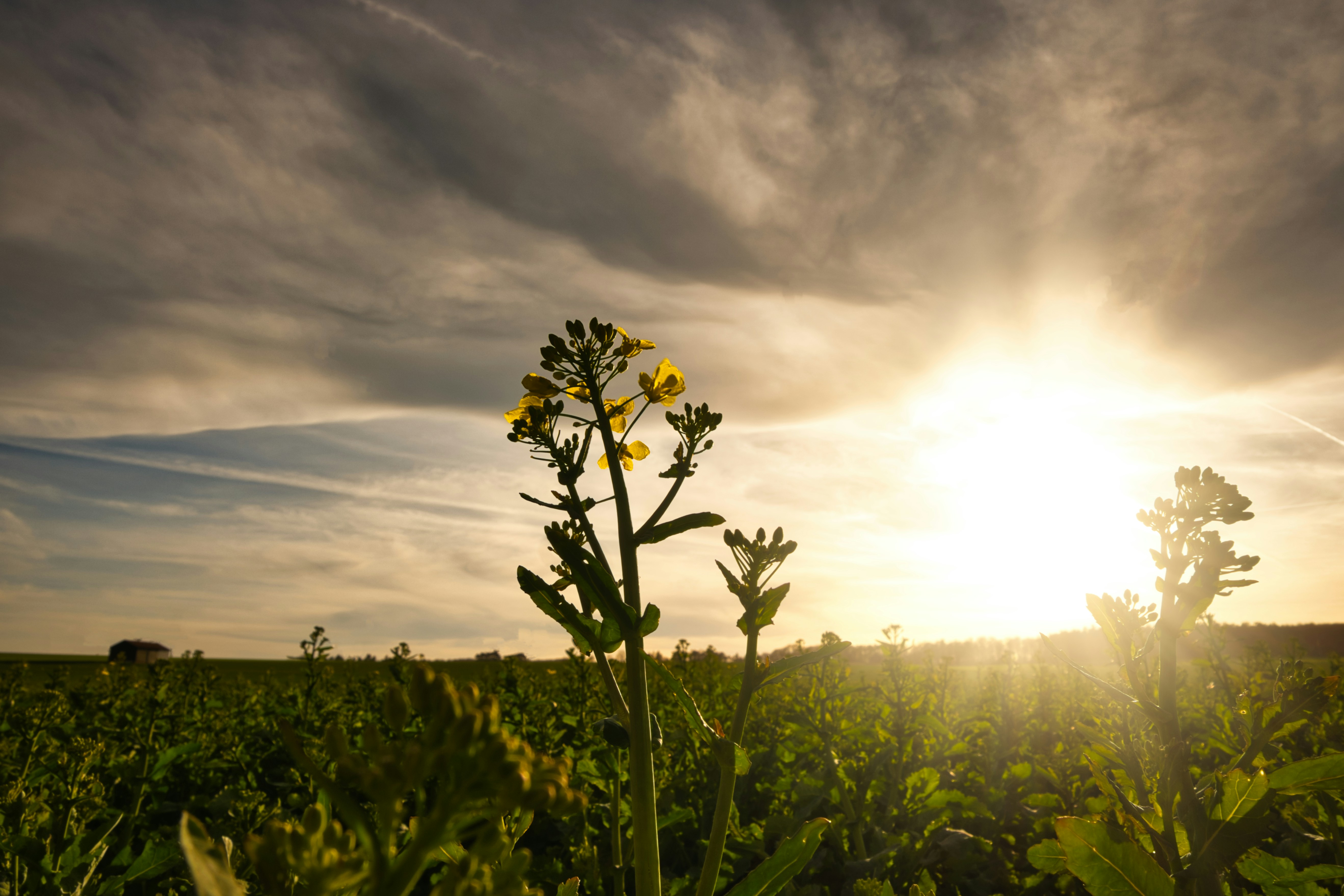 Grass-stemmed bloom against a setting sun