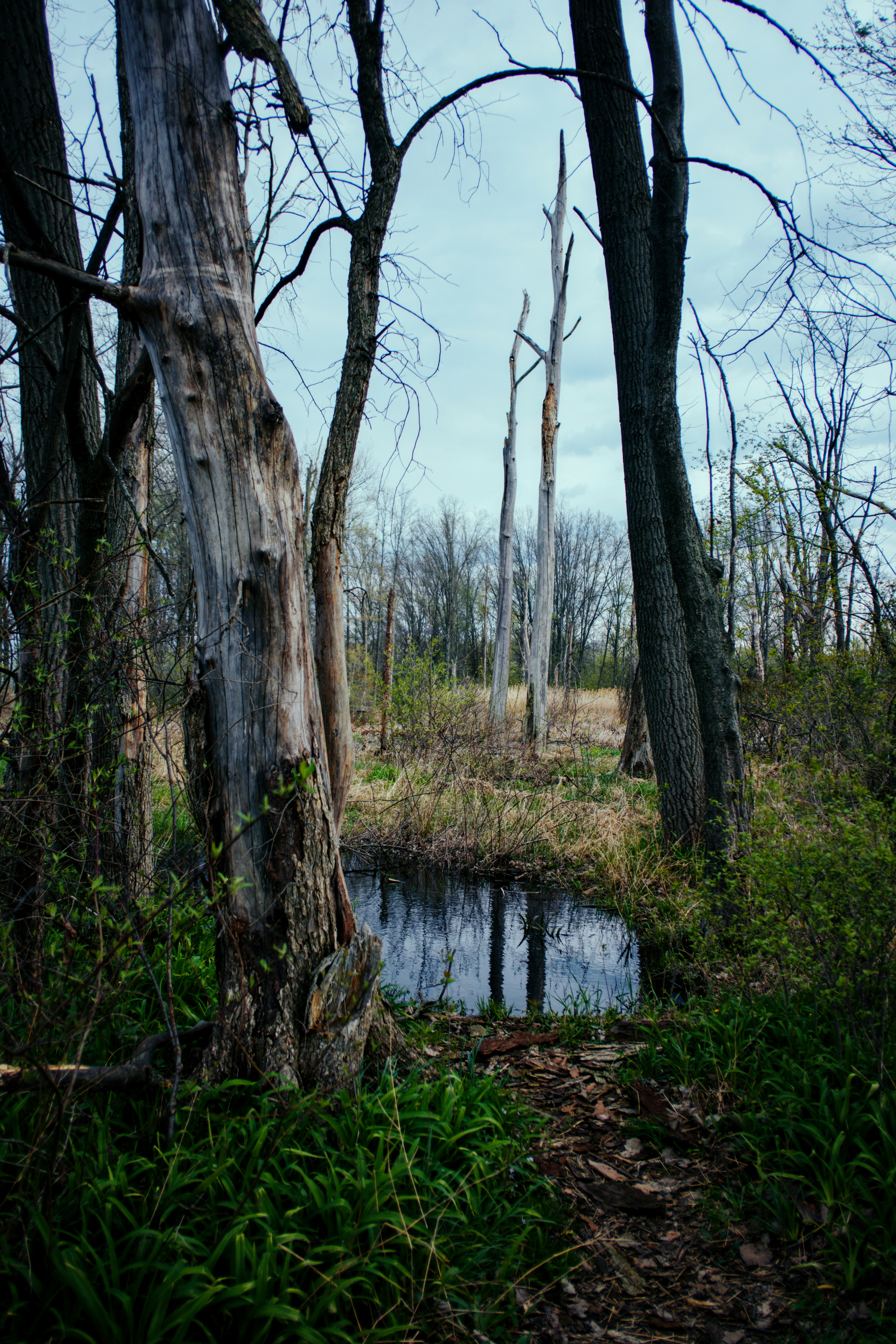 Echoes of the Marsh: A Stand of Silent Pines By the Water