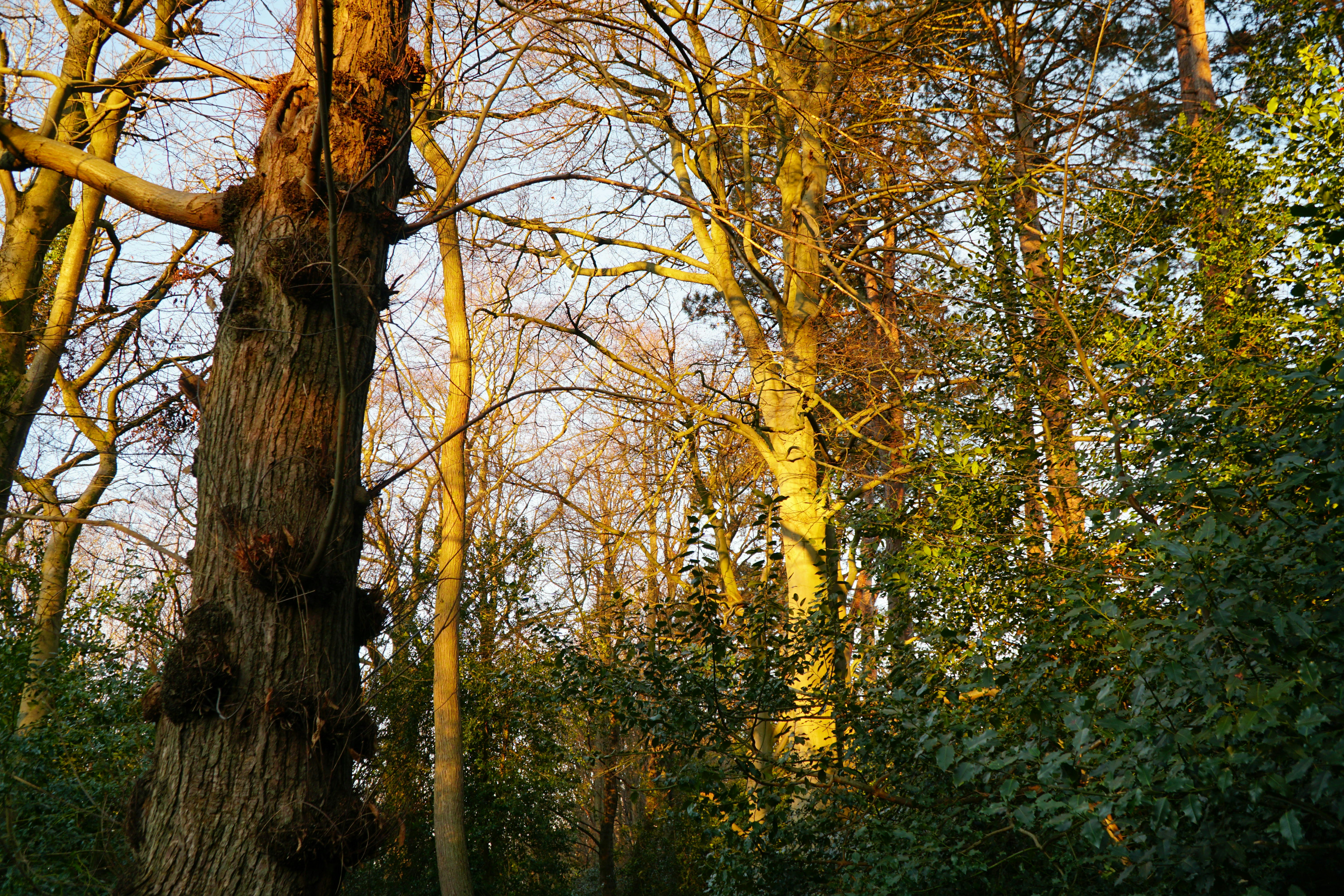 Golden Hour Sentinel: A Sunlit Tree Trunk Framed by Shadowed Understory