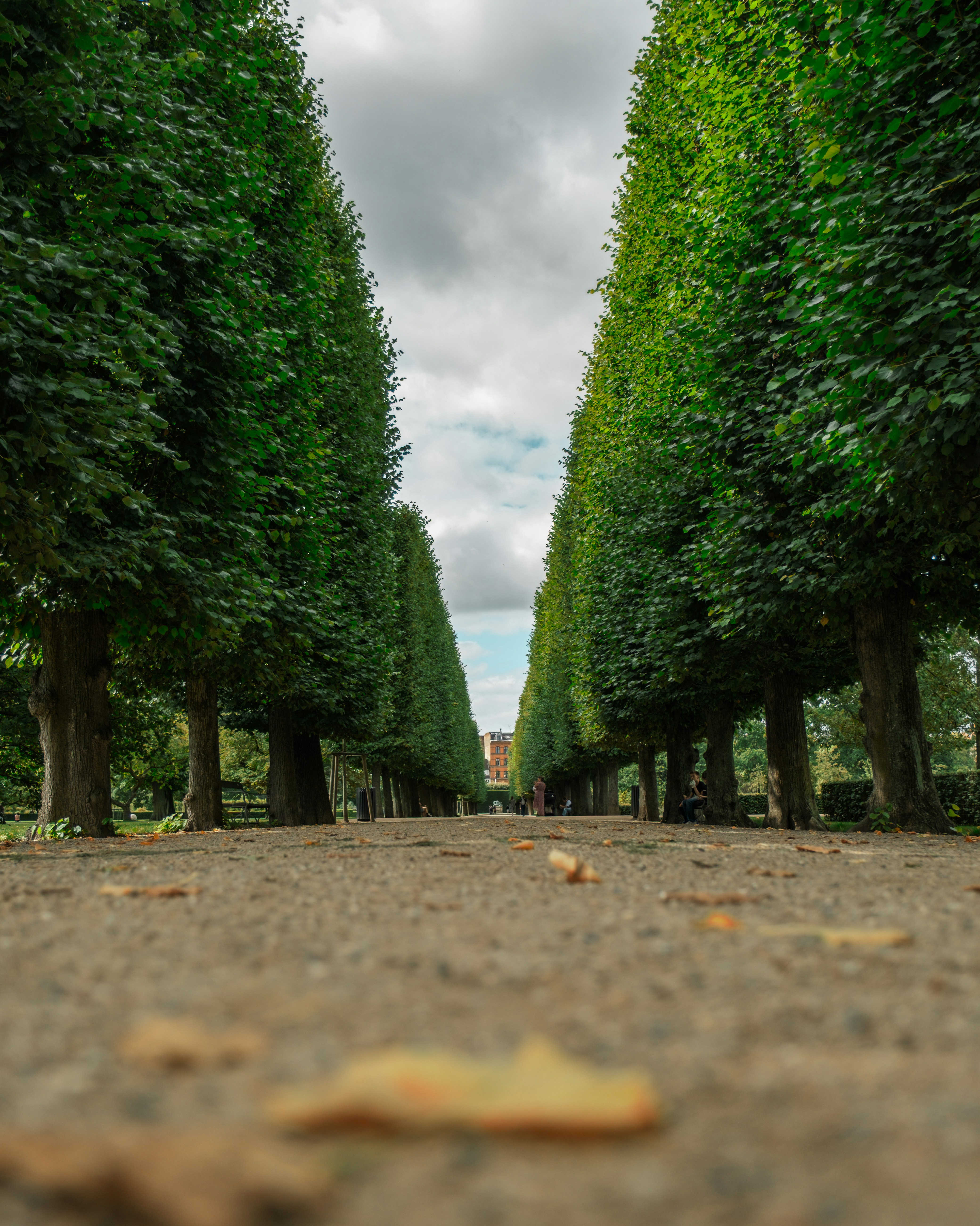 Aligned Avenue: A Tree-Lined Path Reaching Toward a Distant Building