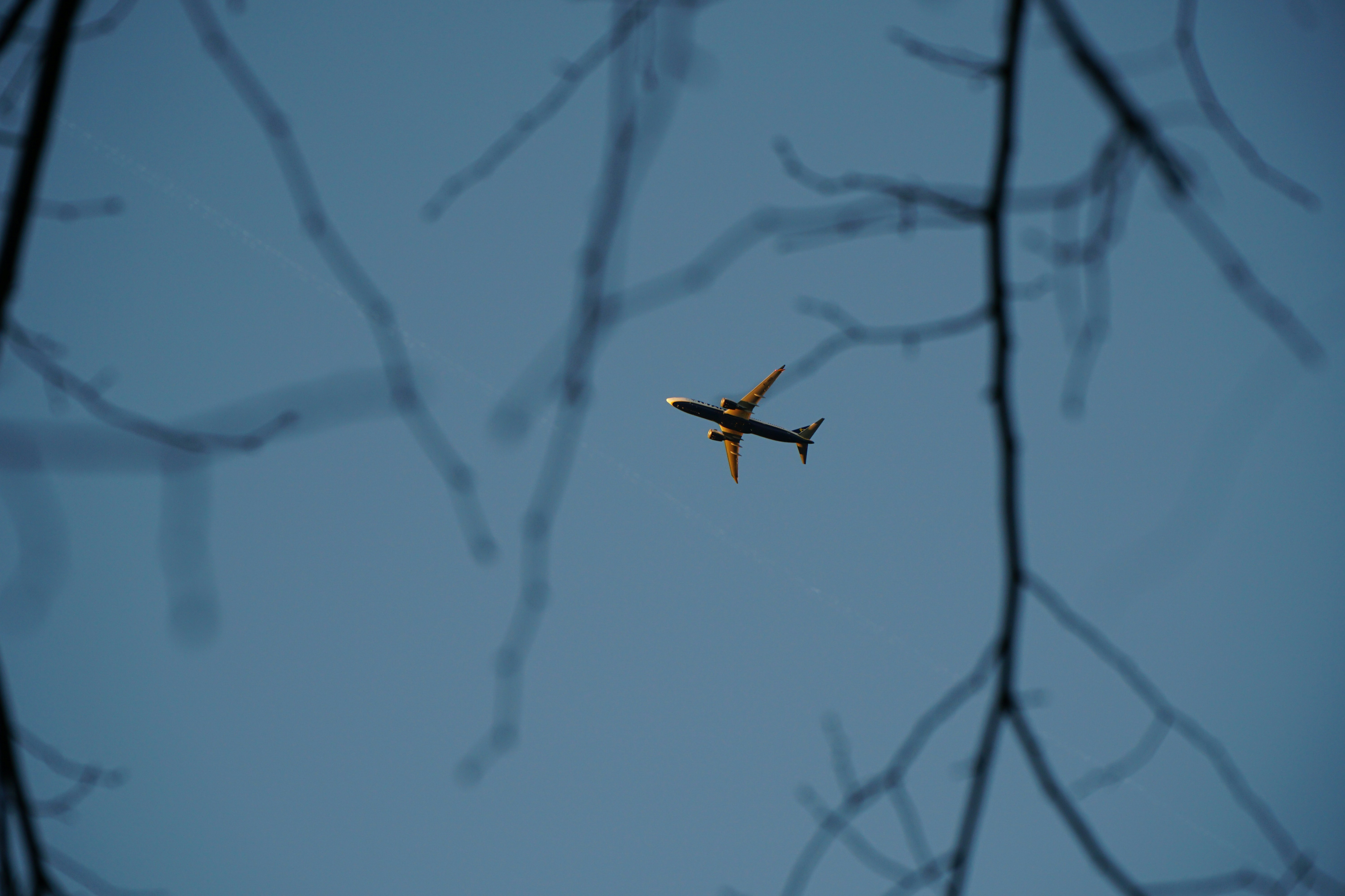 Midair Tiny Gull: A Faraway Plane in a Clear Sky