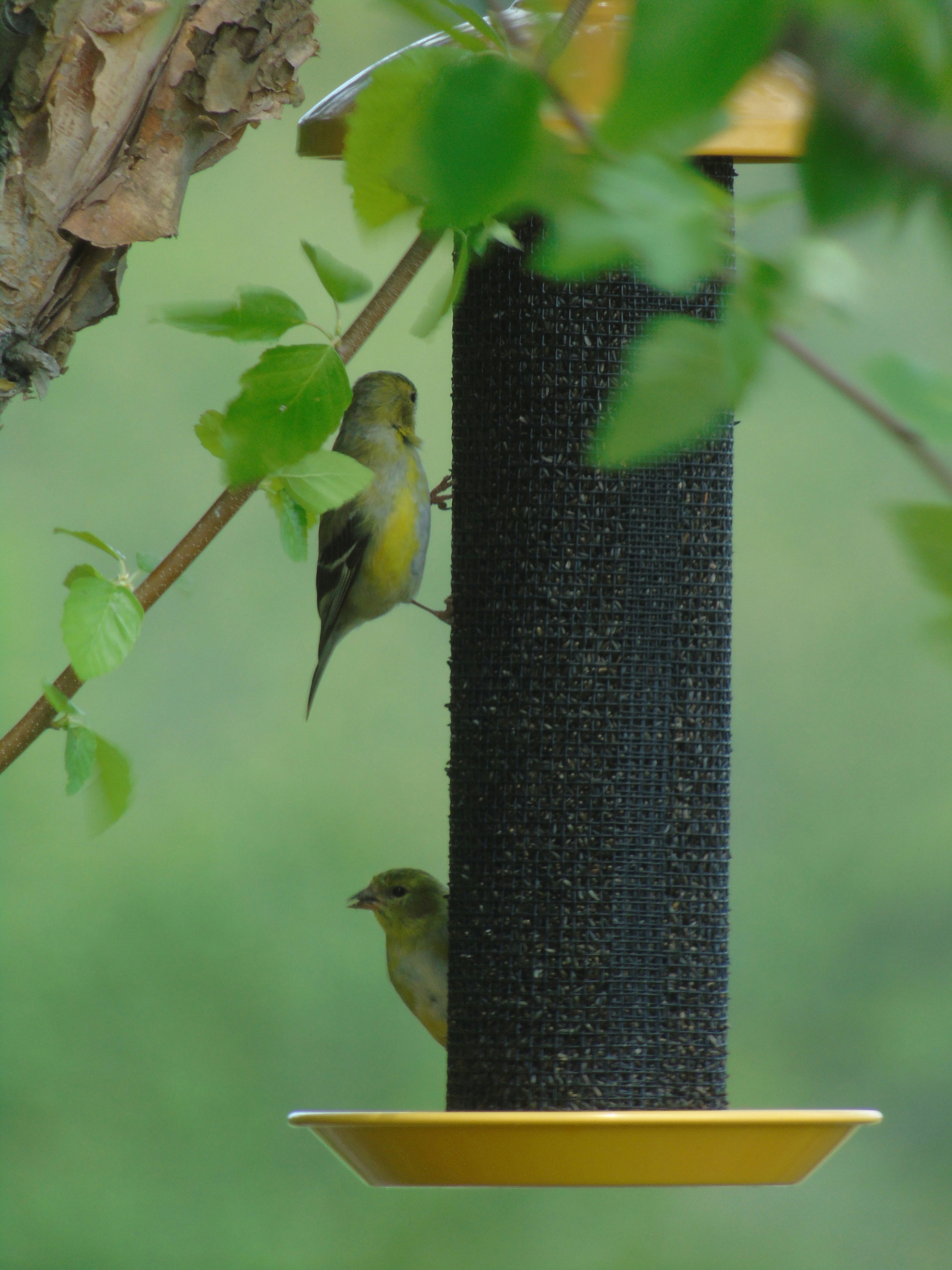 Two Warblers at a Yellow Feeder: Hidden Among Green Foliage
