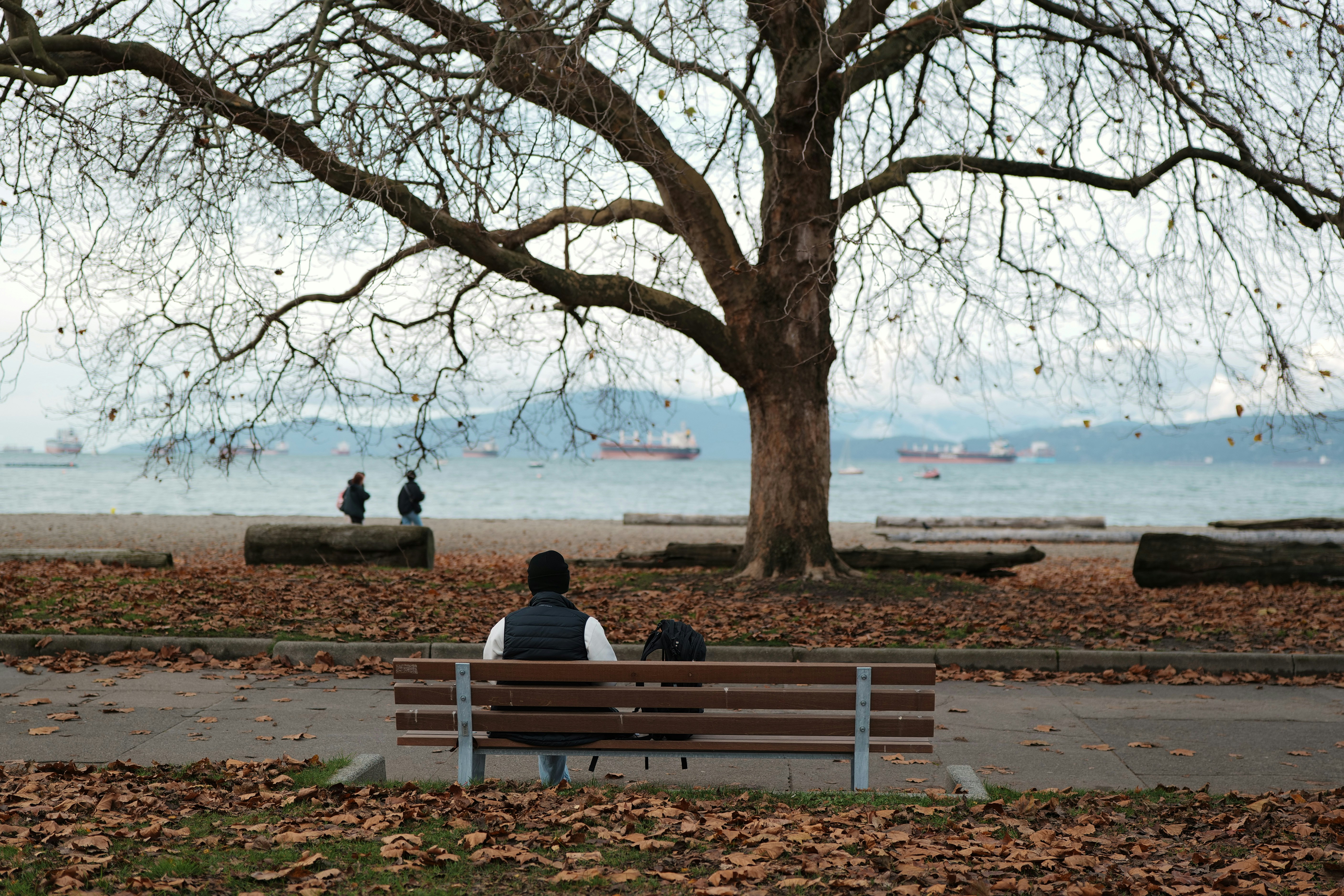 Quiet Judges the Harbor: A Winter Moment Behind the Bench