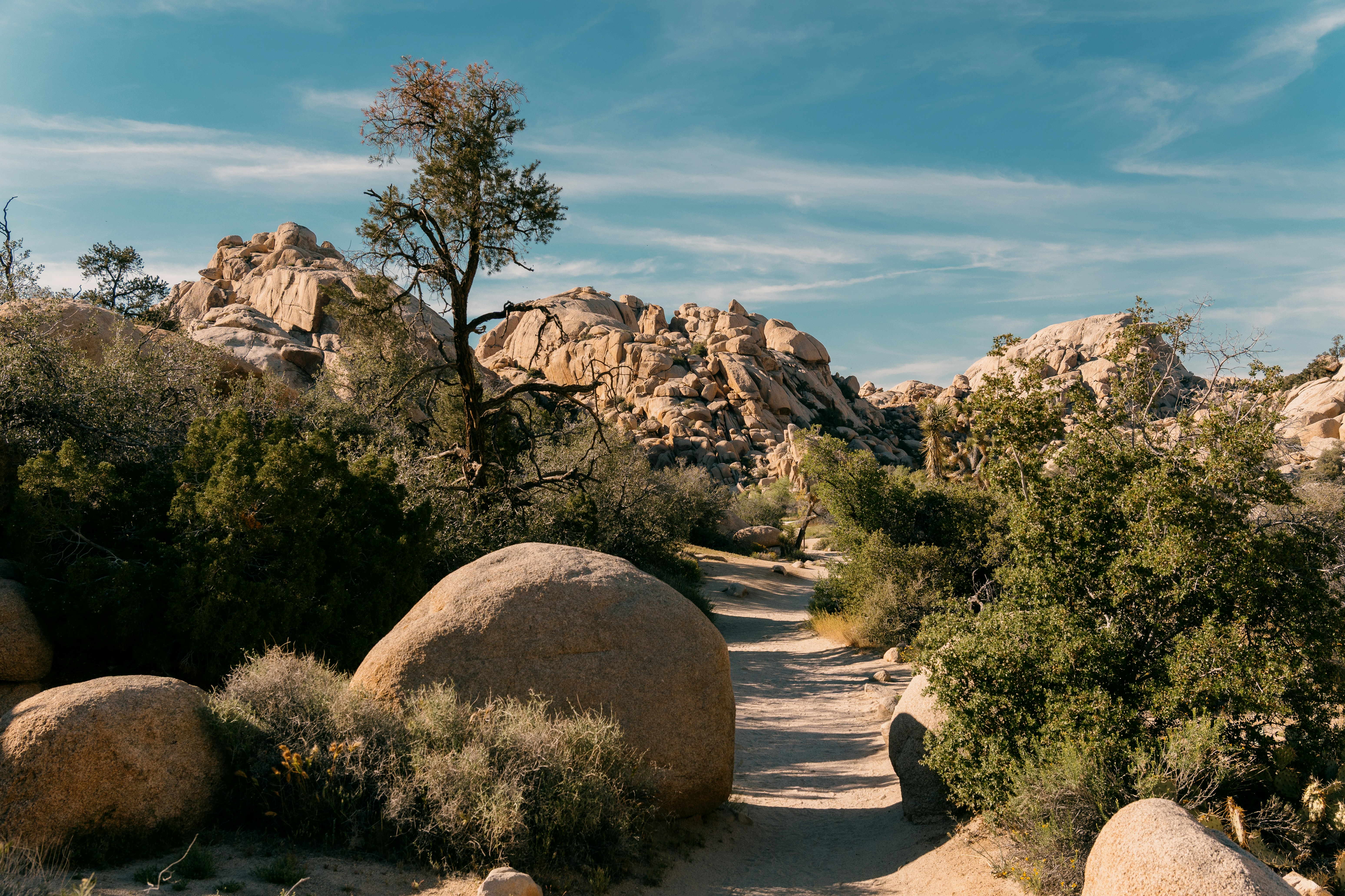 Desert Rock Garden: A Sunlit Path Winding Through Boulders and Scrub