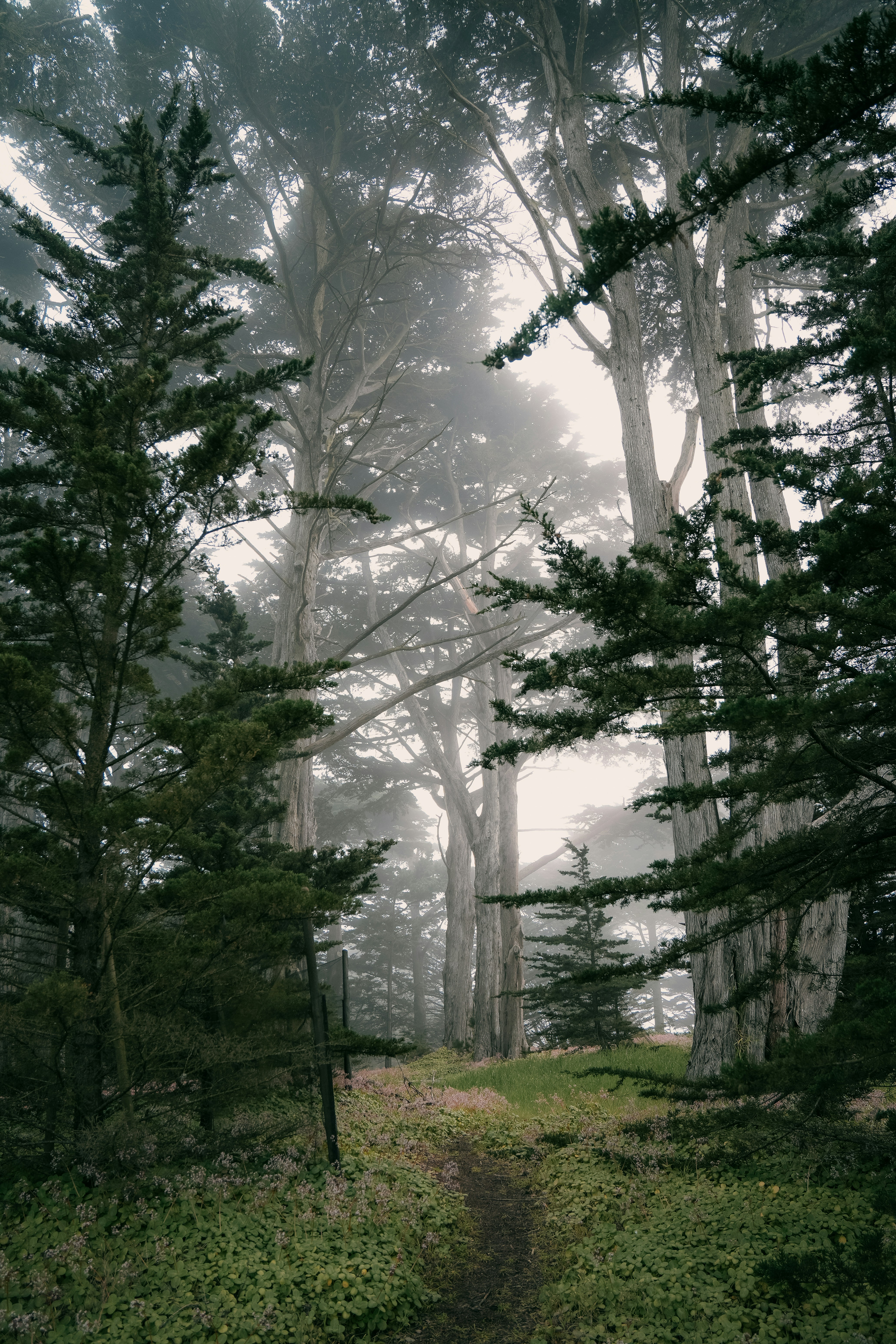 Mist-Laced Trail Through towering pines