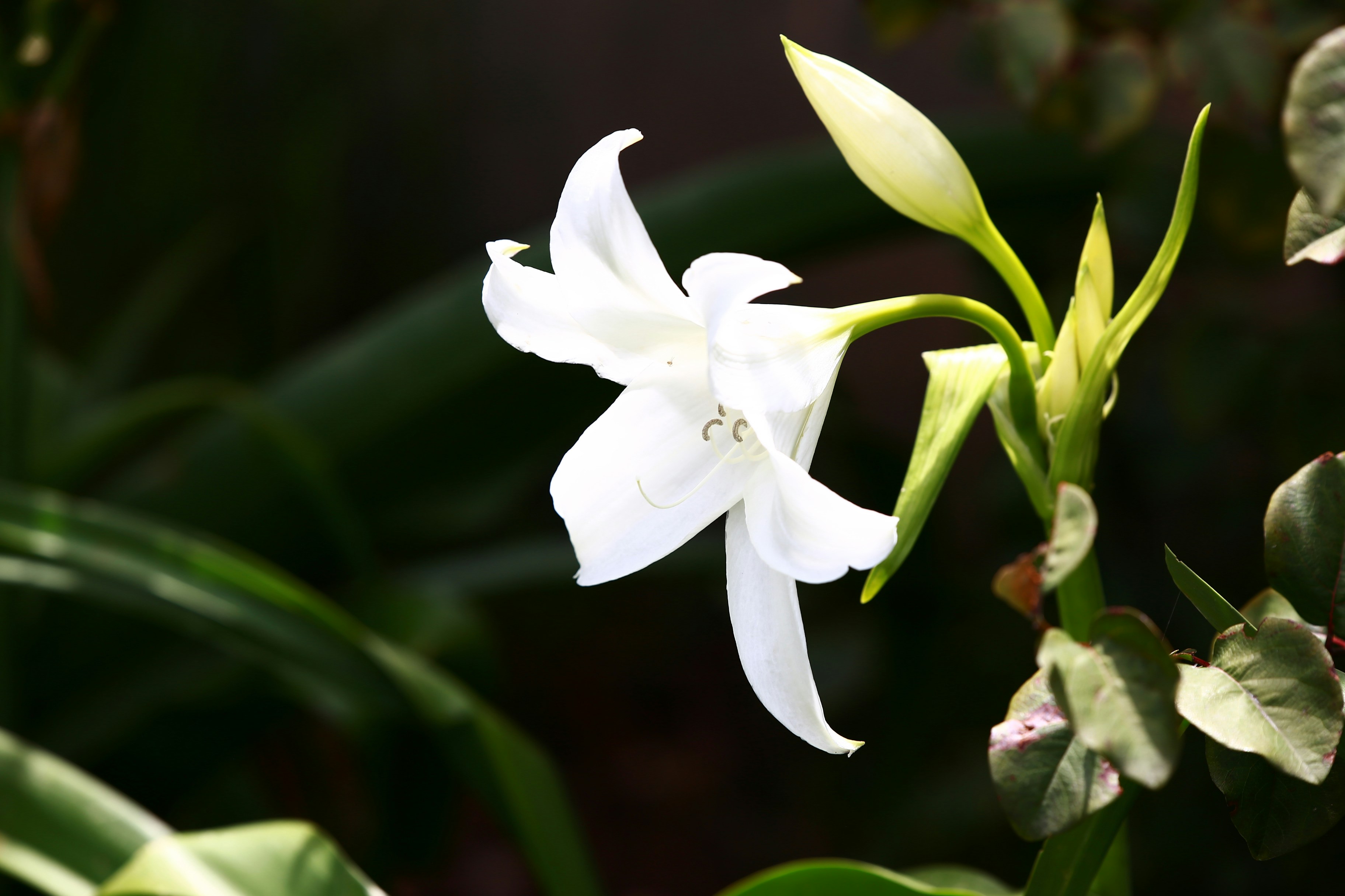 White Orchid in Sunlit Contrast