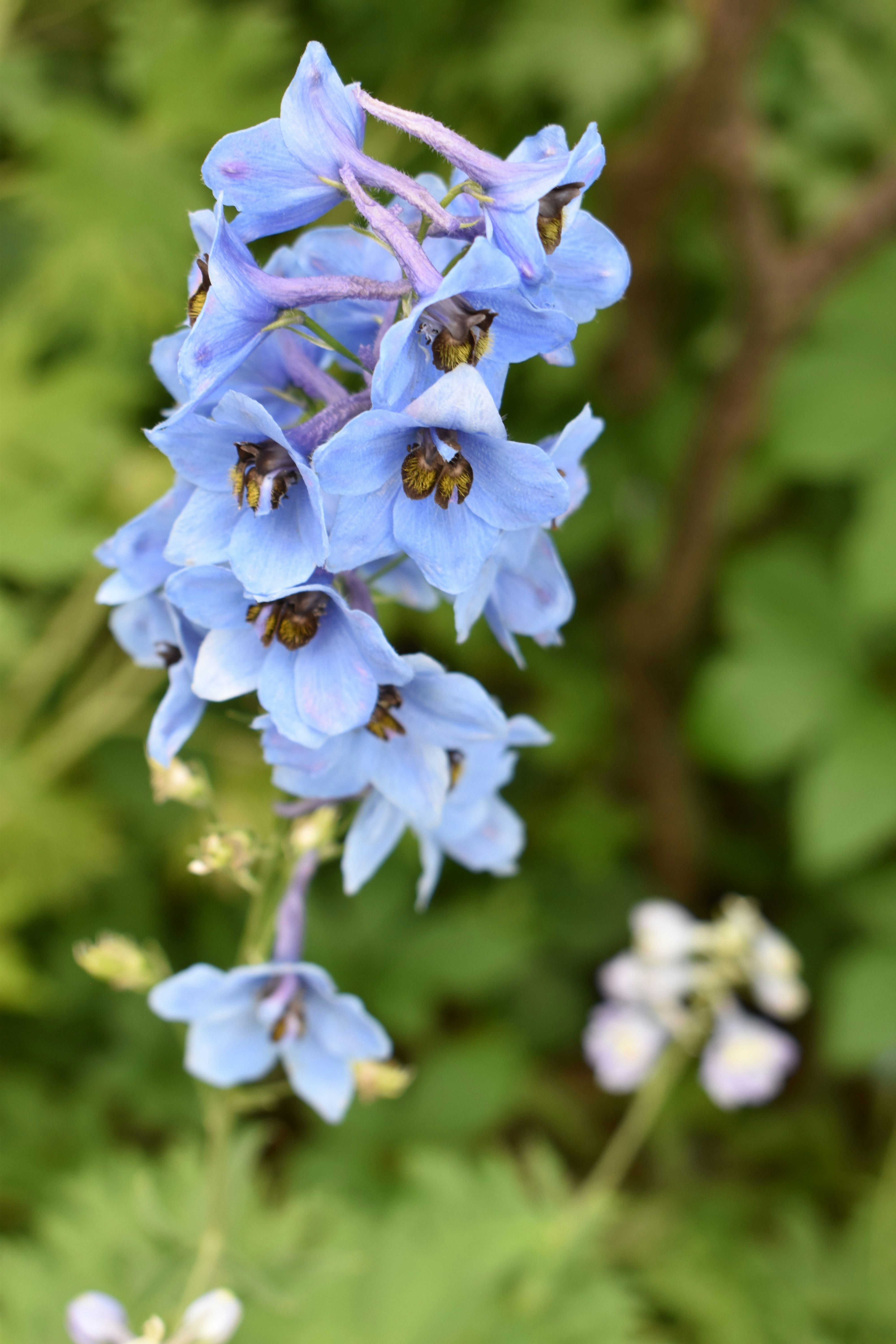 Blue bells in bloom: a cascading cluster of pale indigo petals