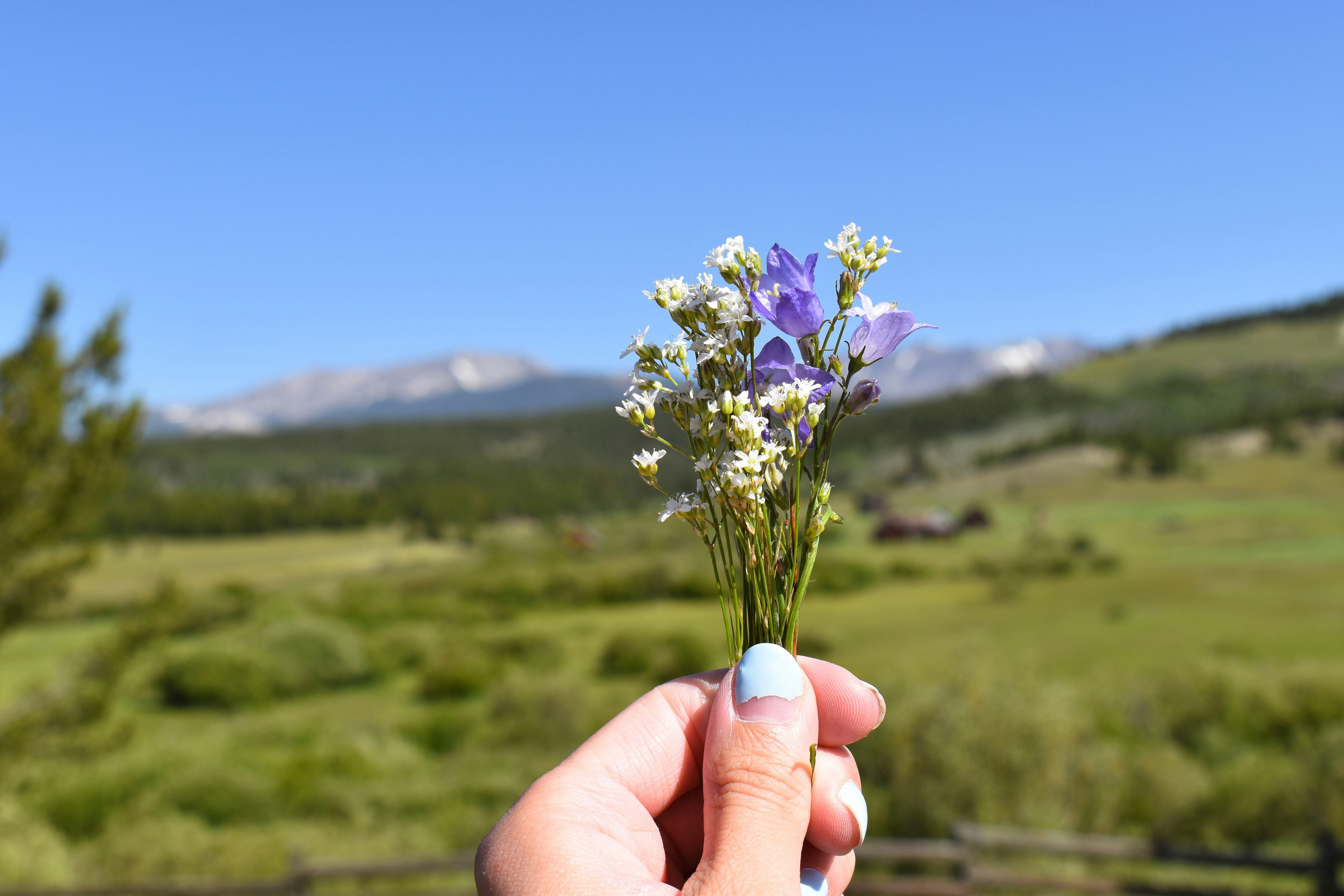 Handful of Wildflowers Framed by Mountain Meadow