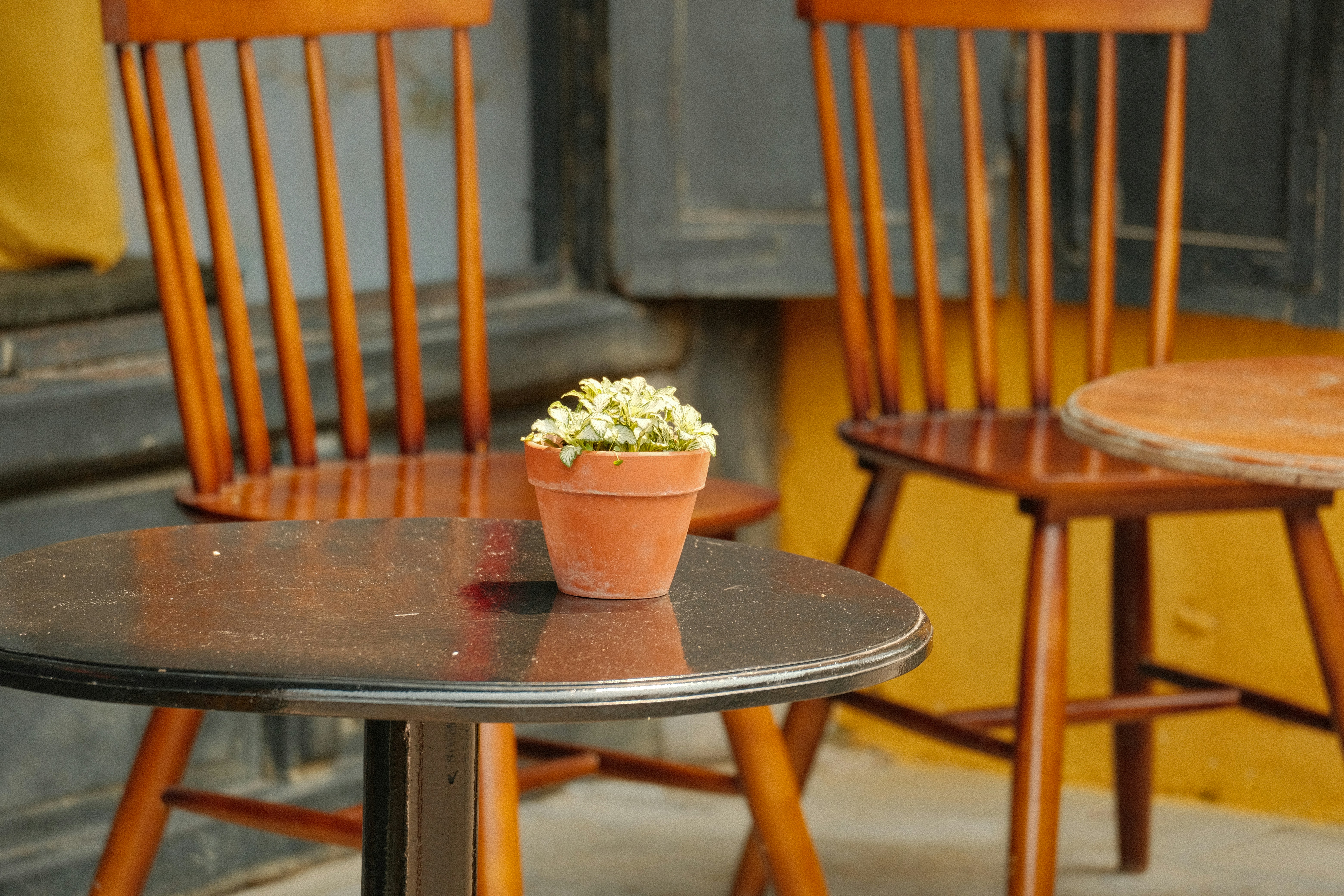 Terracotta Pot on a Café Table: Quiet Corner of a Sunlit Terrace