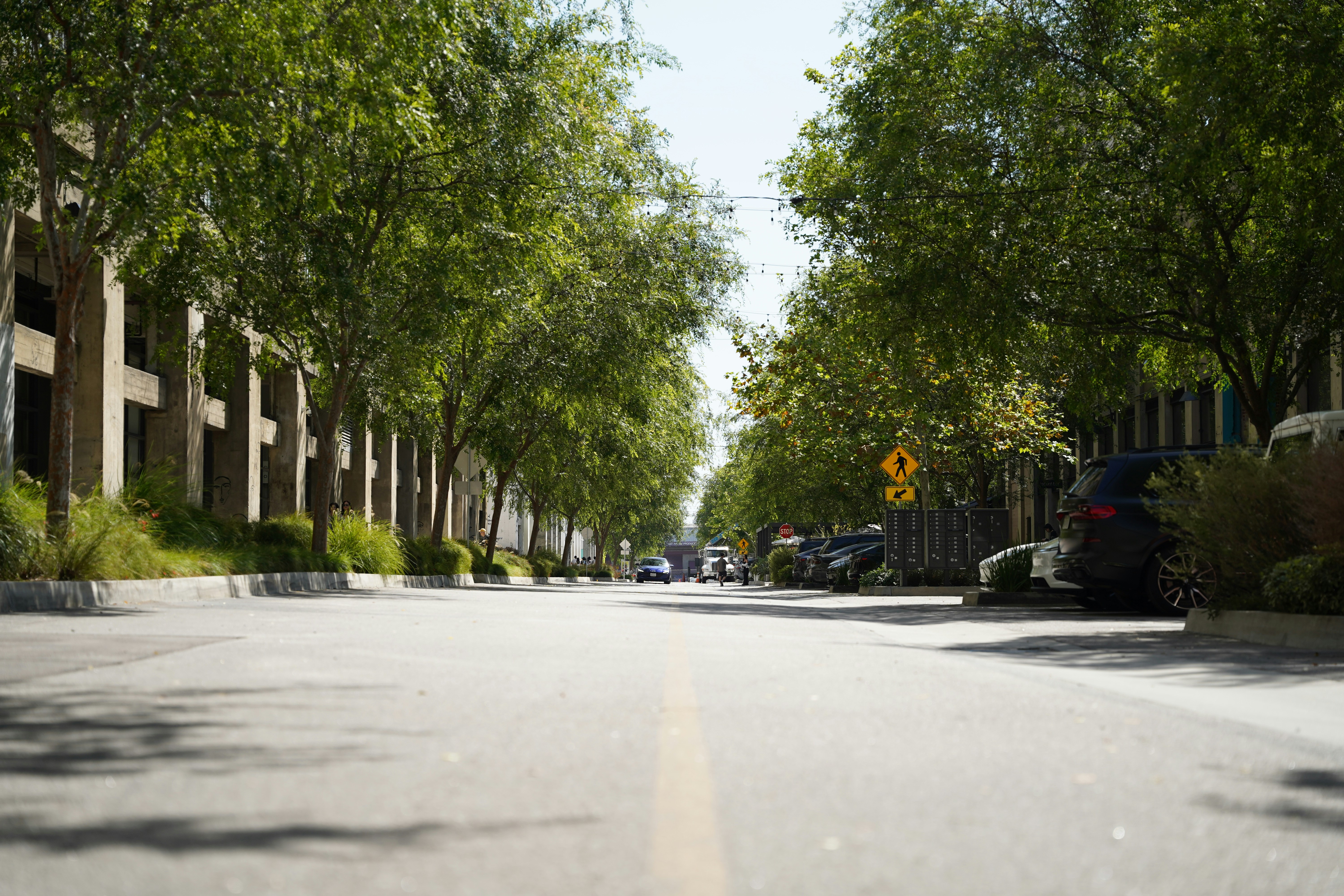 Symmetrical Street Corridor Framed by Canopy of Trees