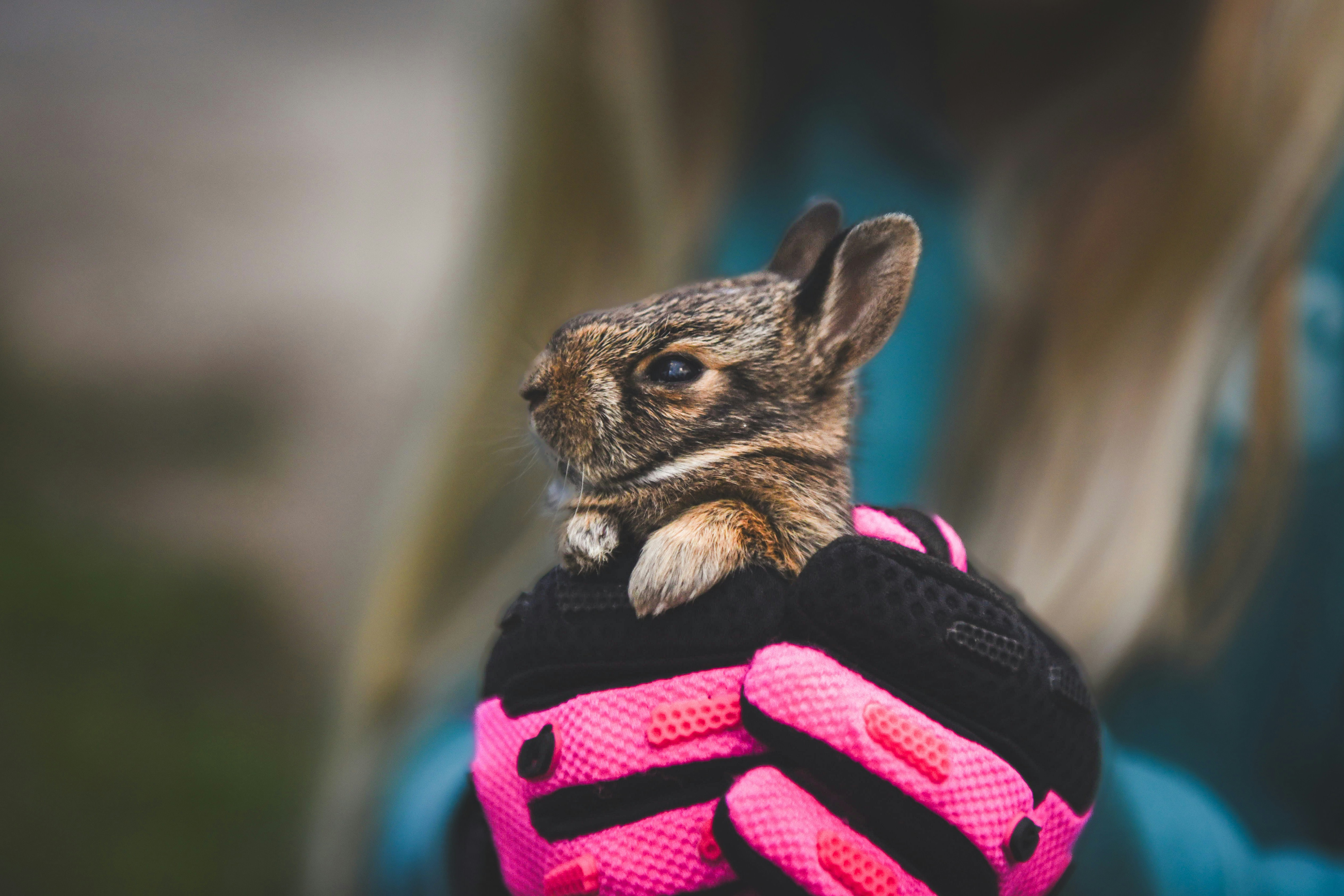 Tiny Acrobat in Neon Gloves: The Squirrel in Handheld Warmth