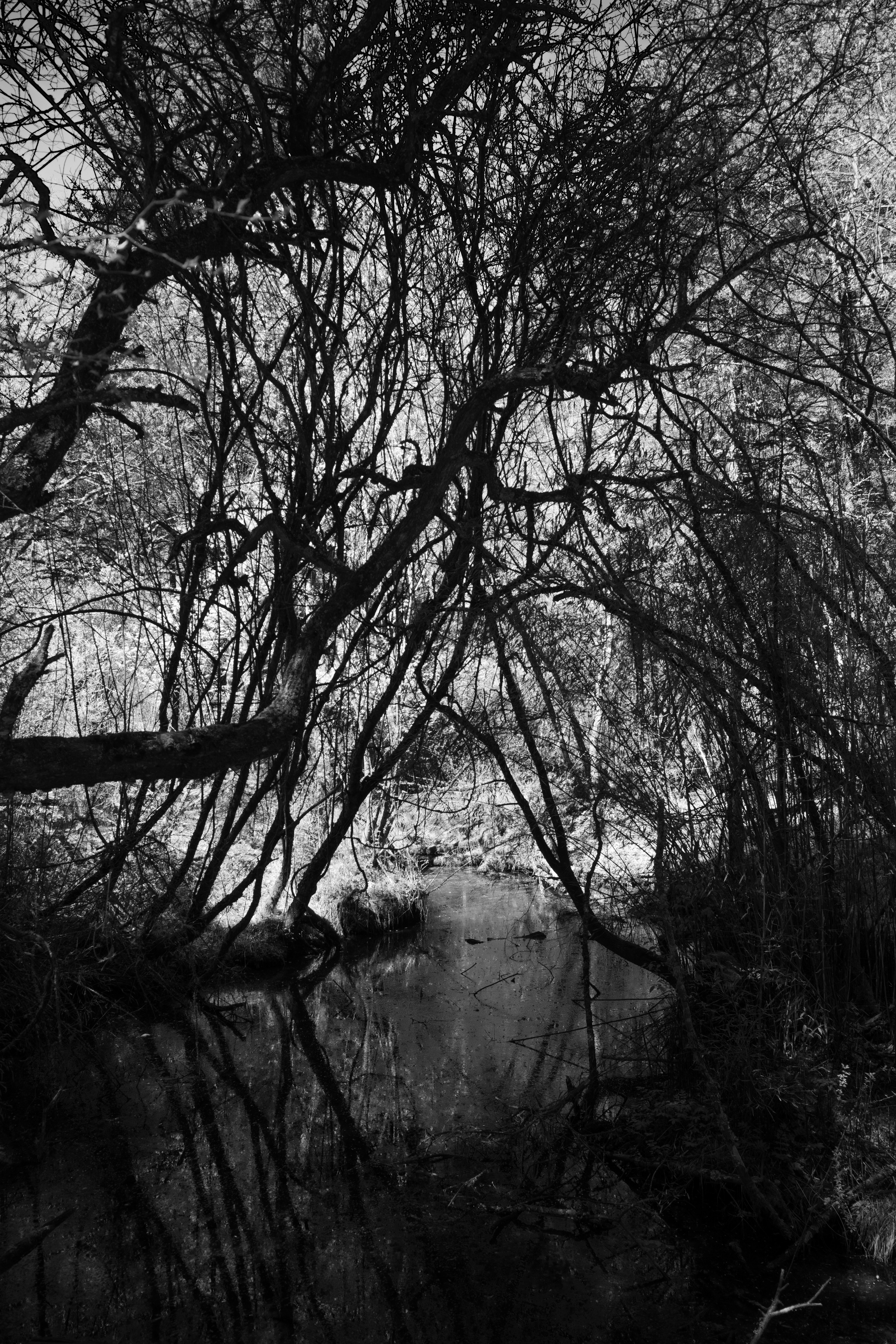 Shadowed Canopy over a Quiet Waterway