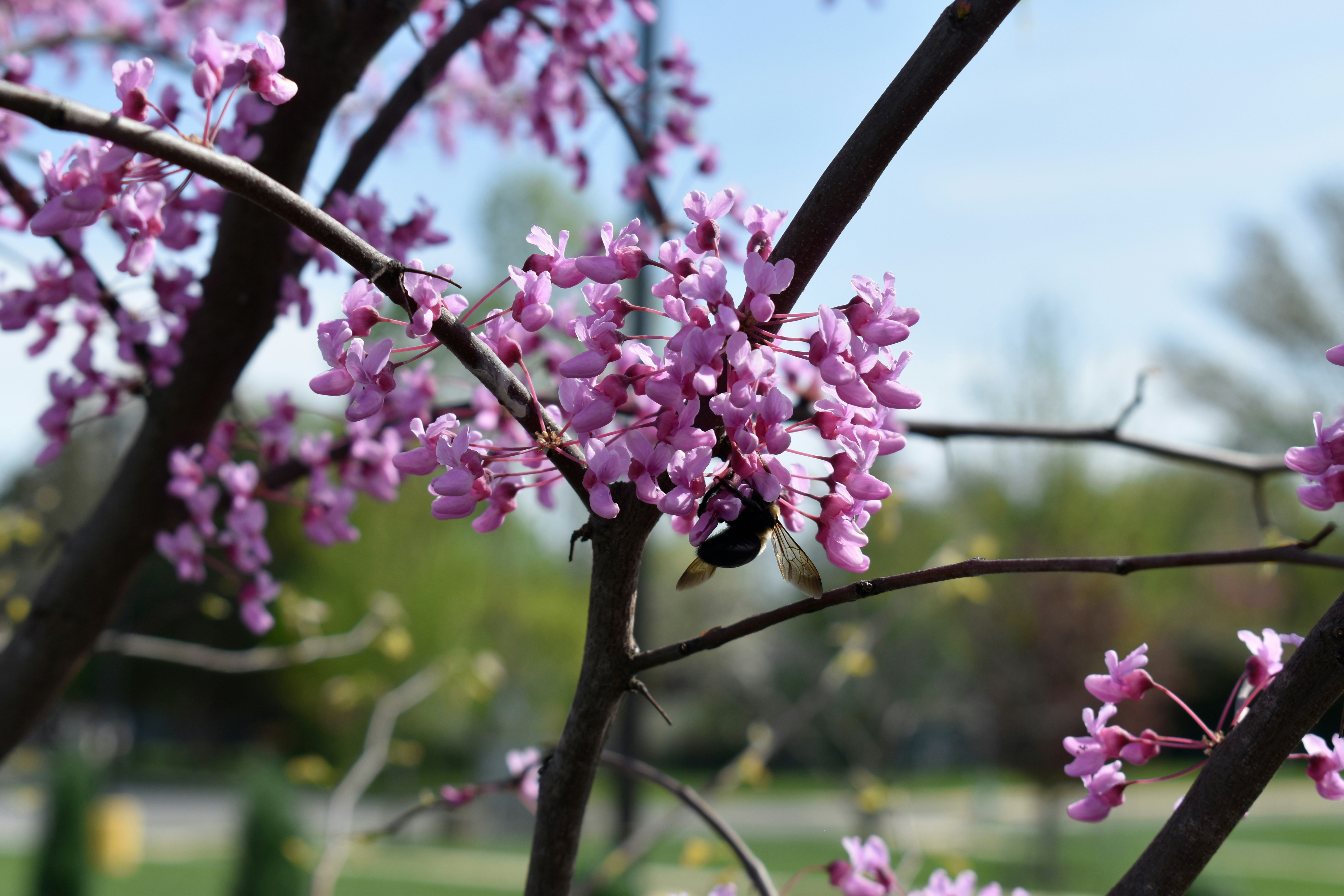 Blossoms in Focus: Pink Clusters on a Spring Branch