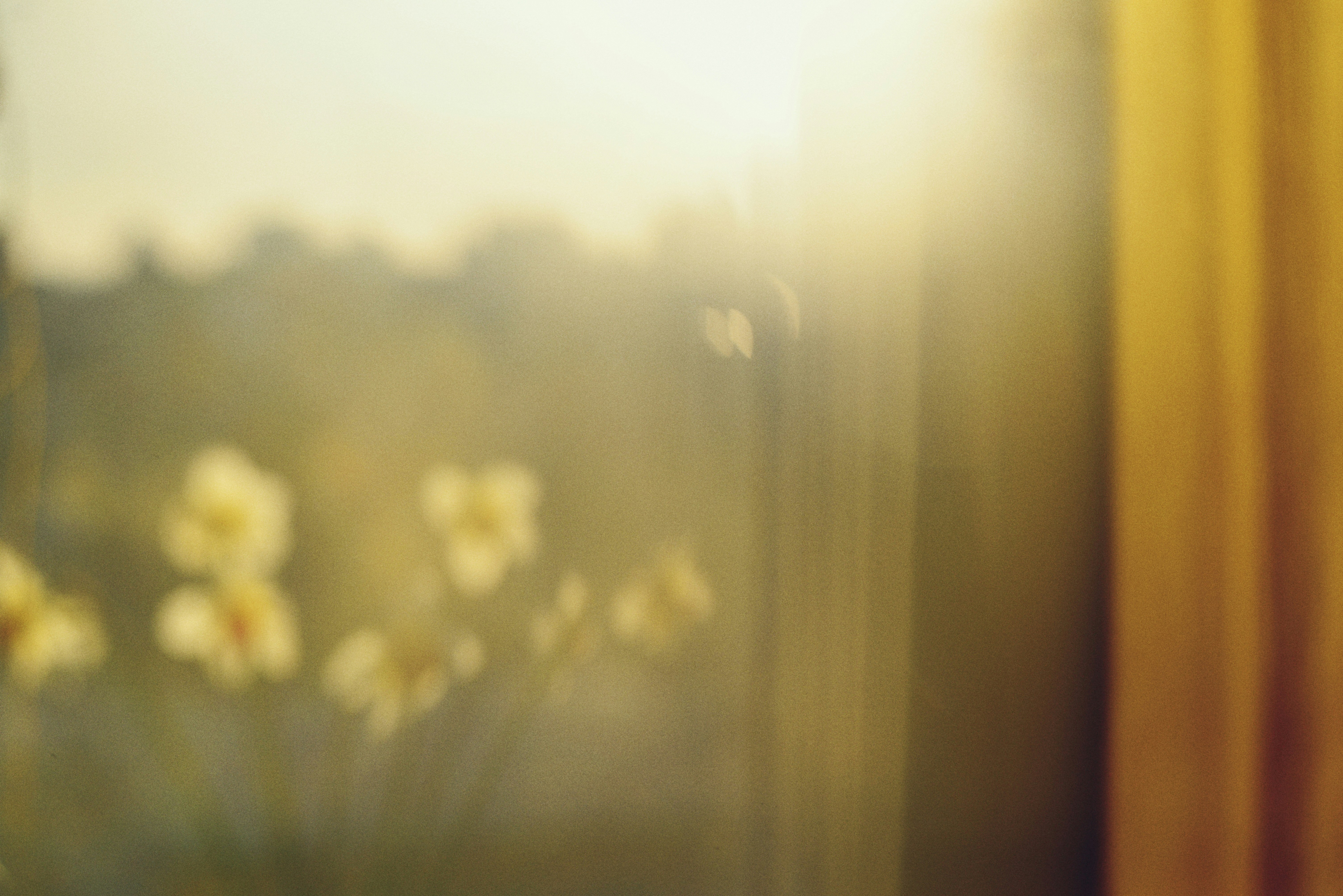 Soft Morning Light Through Blurred Glass with Fleeting Florals