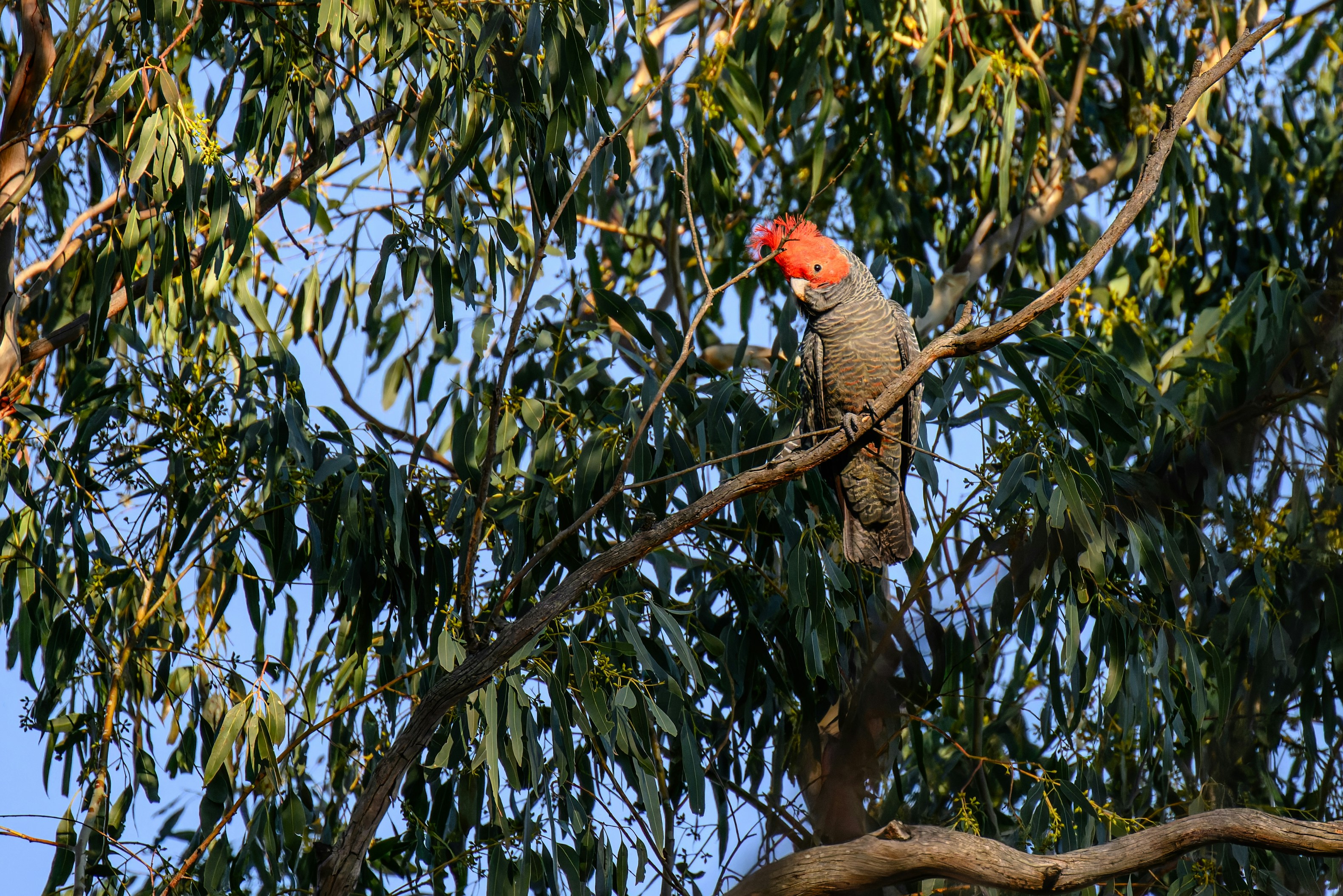 Red-crested Woodpecker Amid Broad Green Canopy