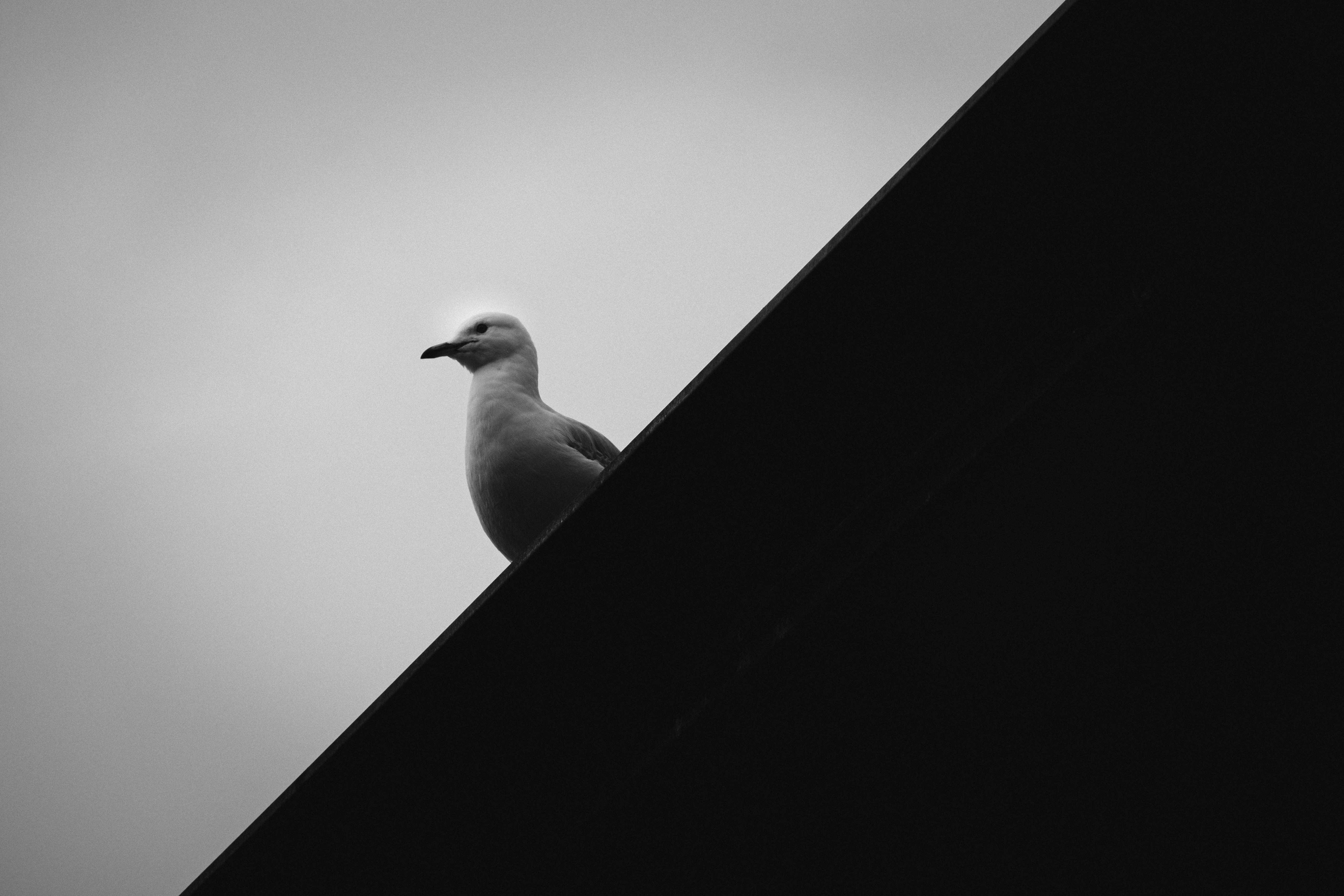 A Seated Gull Against a Sharp Diagonal