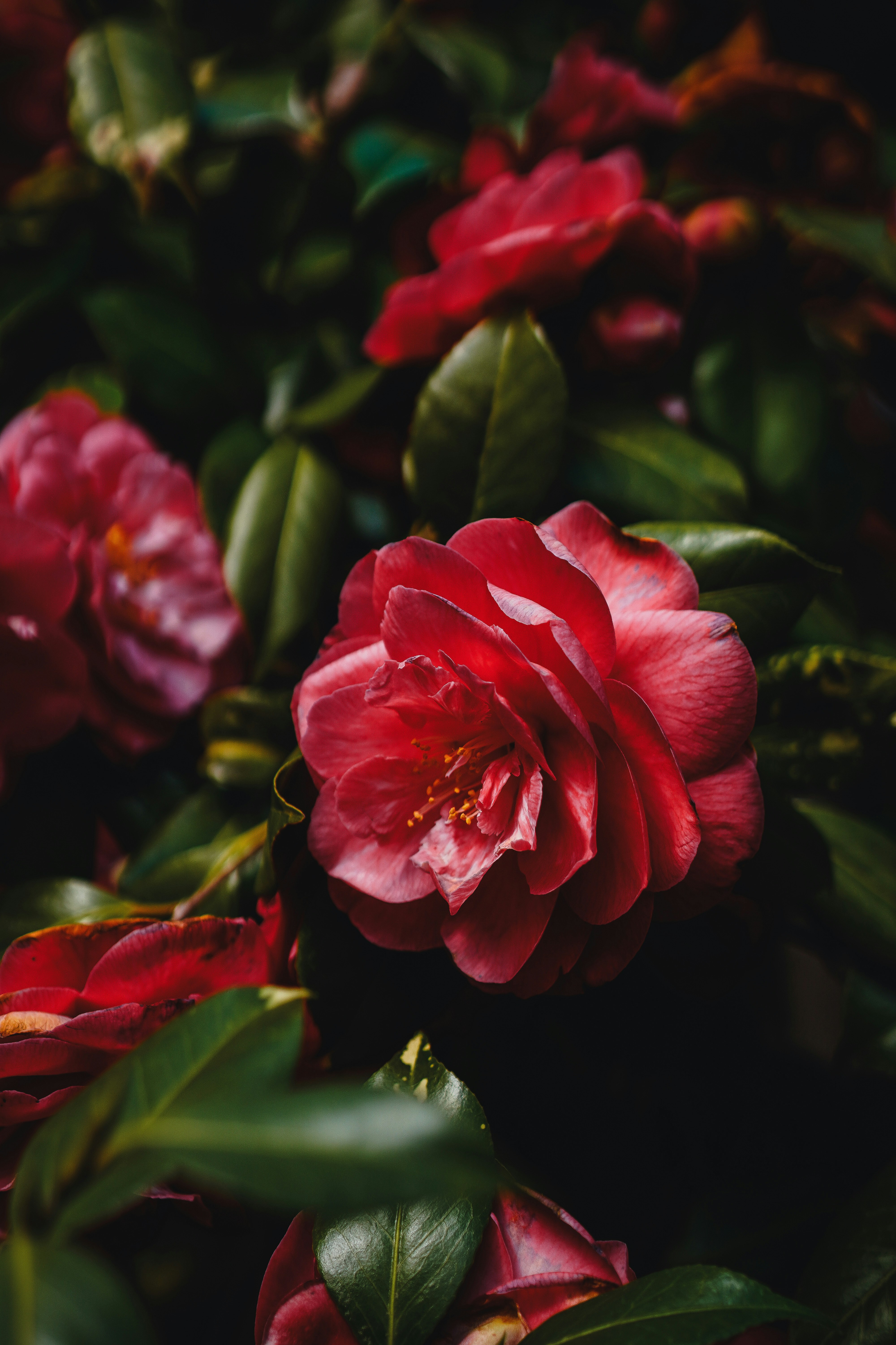 Crimson Bloom in Velvet Shadow