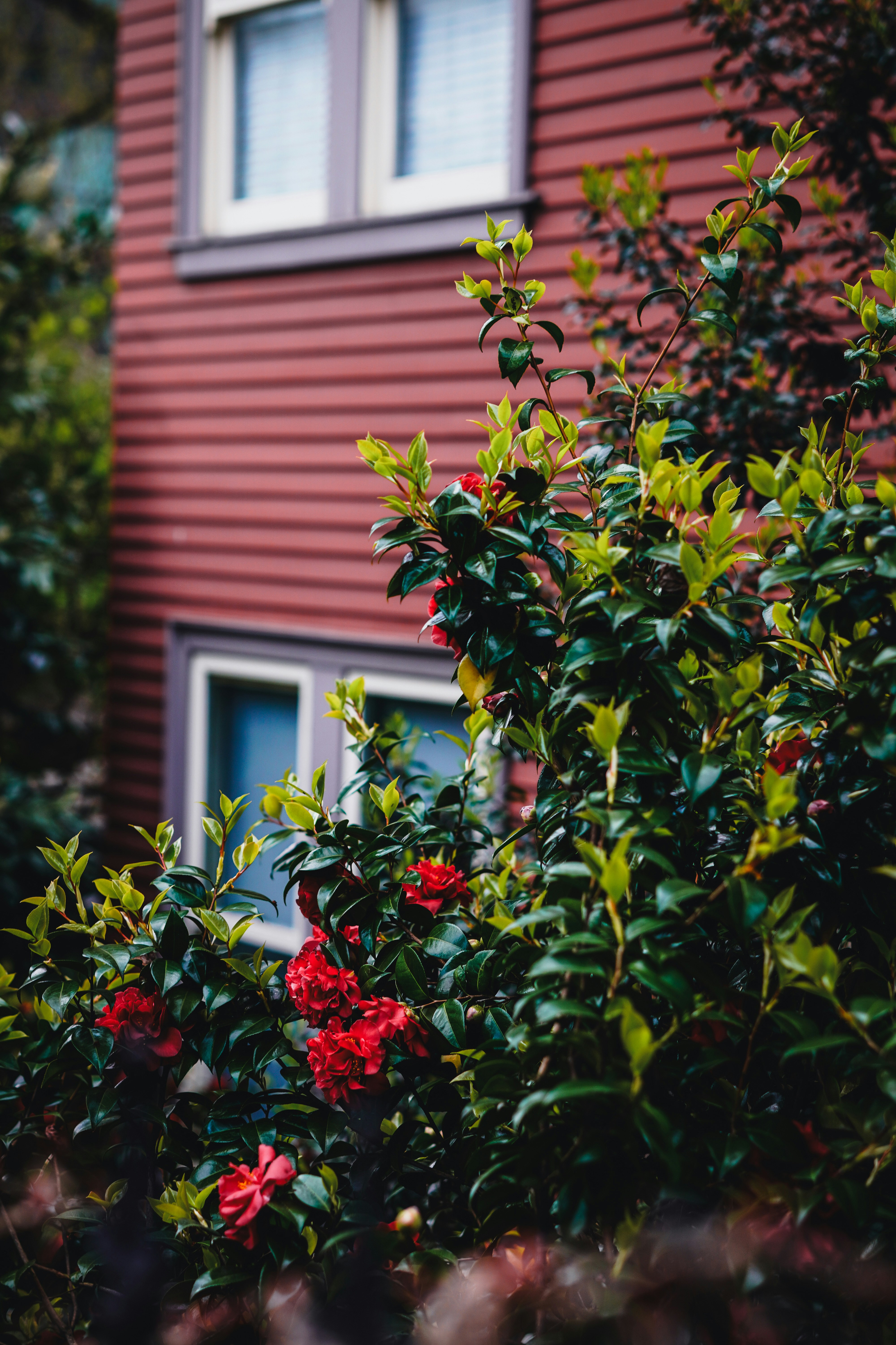 Red Camellia Frame: A Closer View of Garden Flora Against a Red House