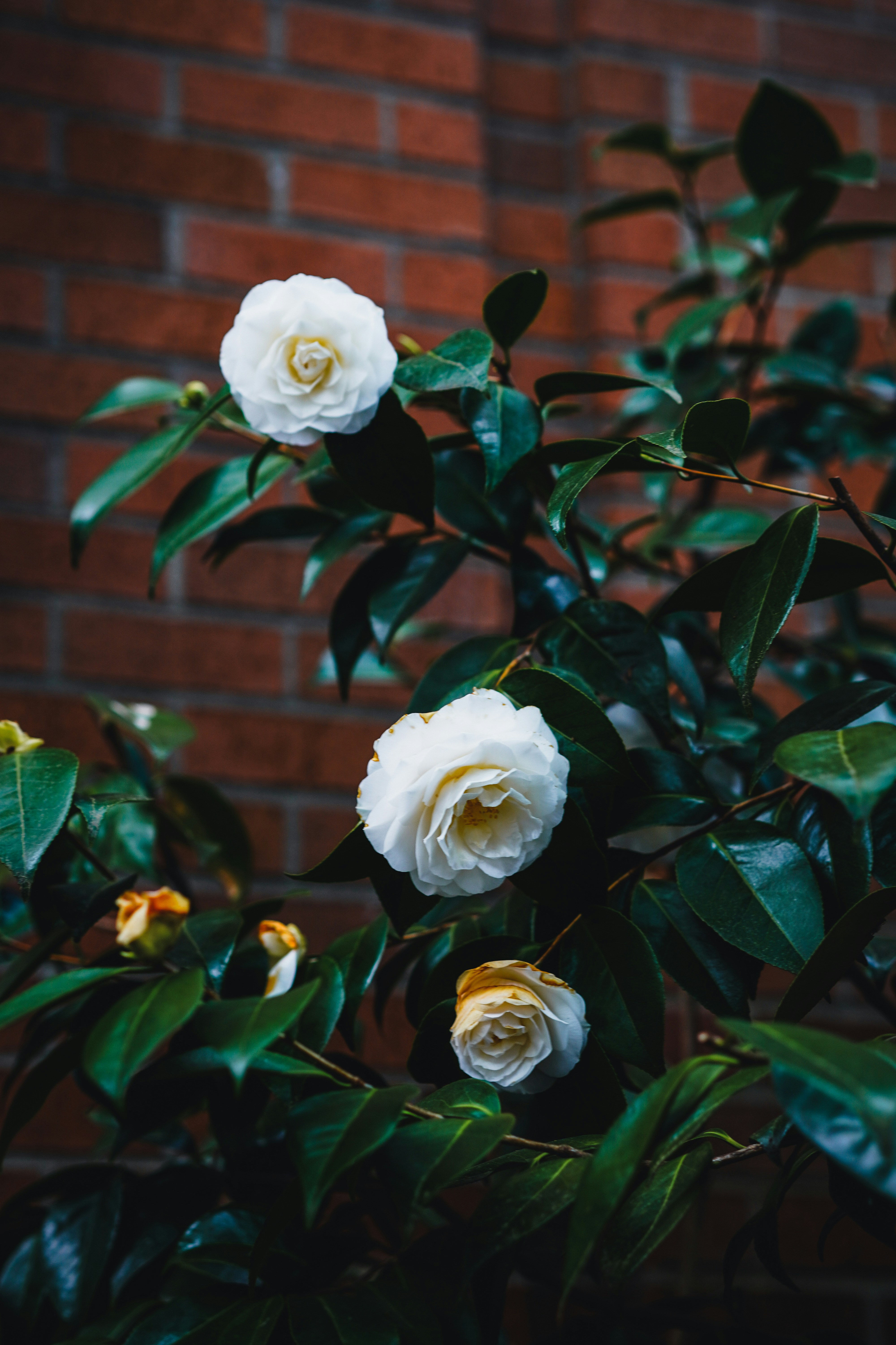 White Camellias Biting into Fragrance Against Brick Backdrop