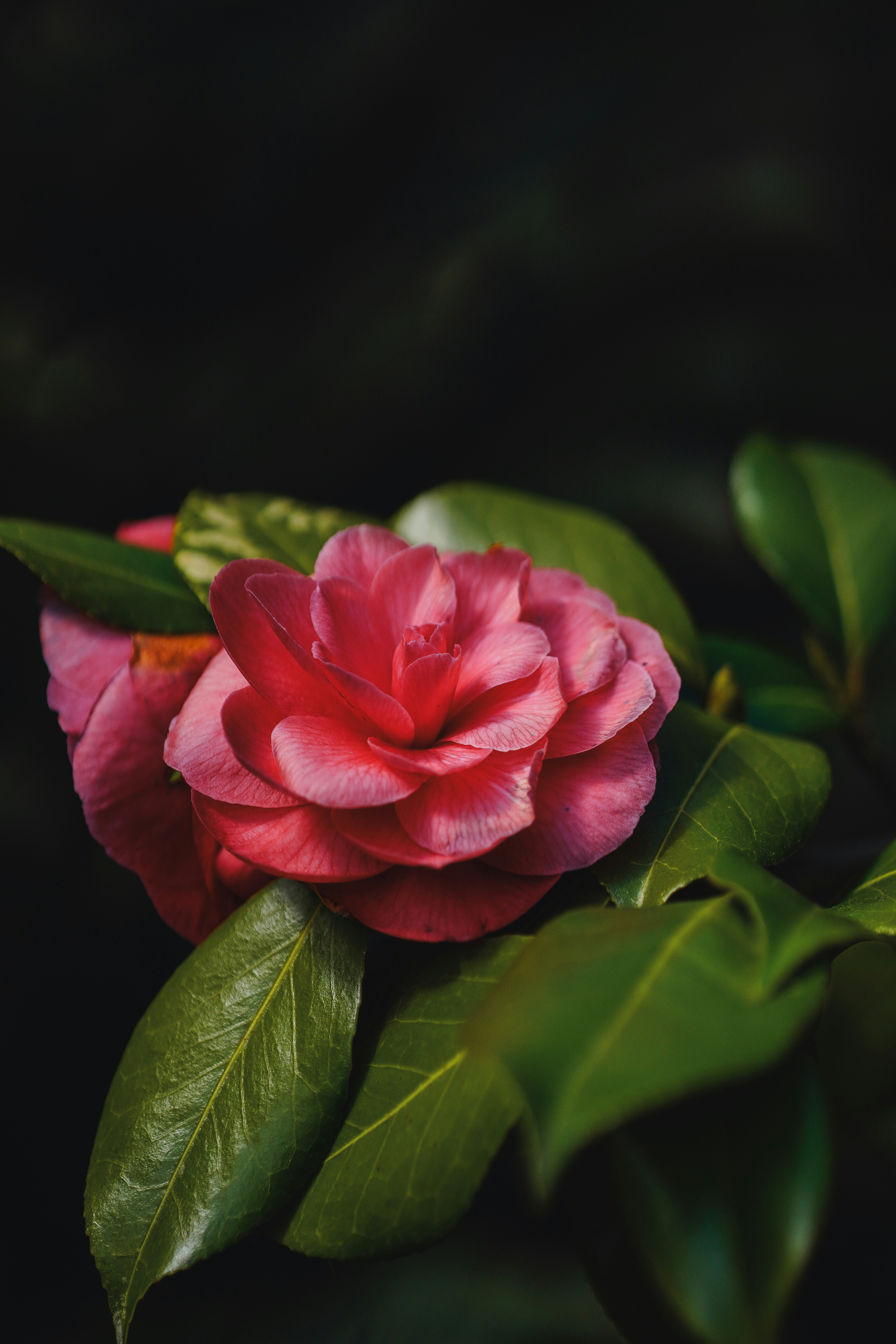 Pink Camellia in Soft Spotlight