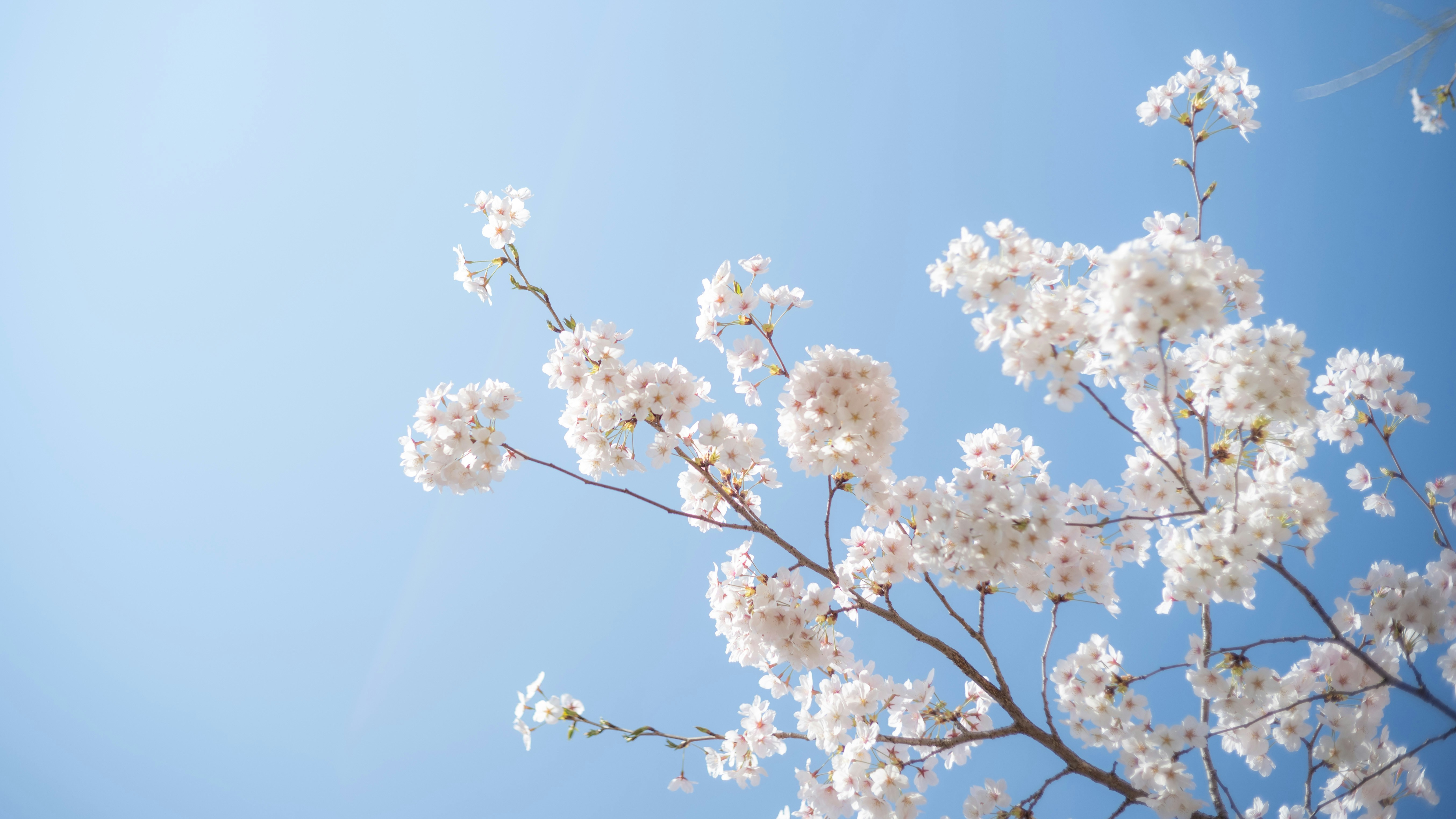 Blue Sky Bloom: Cherry Blossoms Reaching into Summer Light