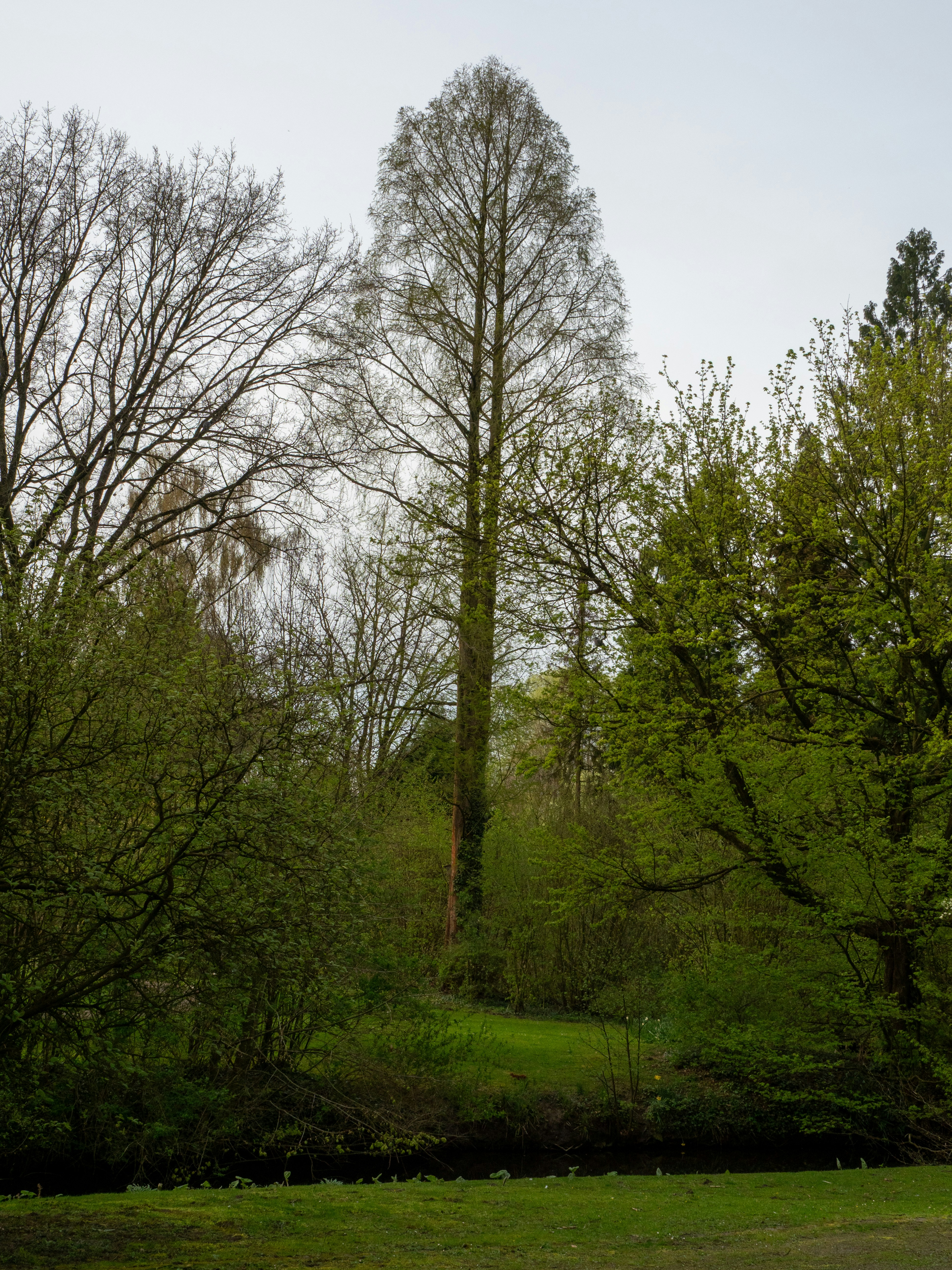 Tree Cathedral at the Riverside Edge