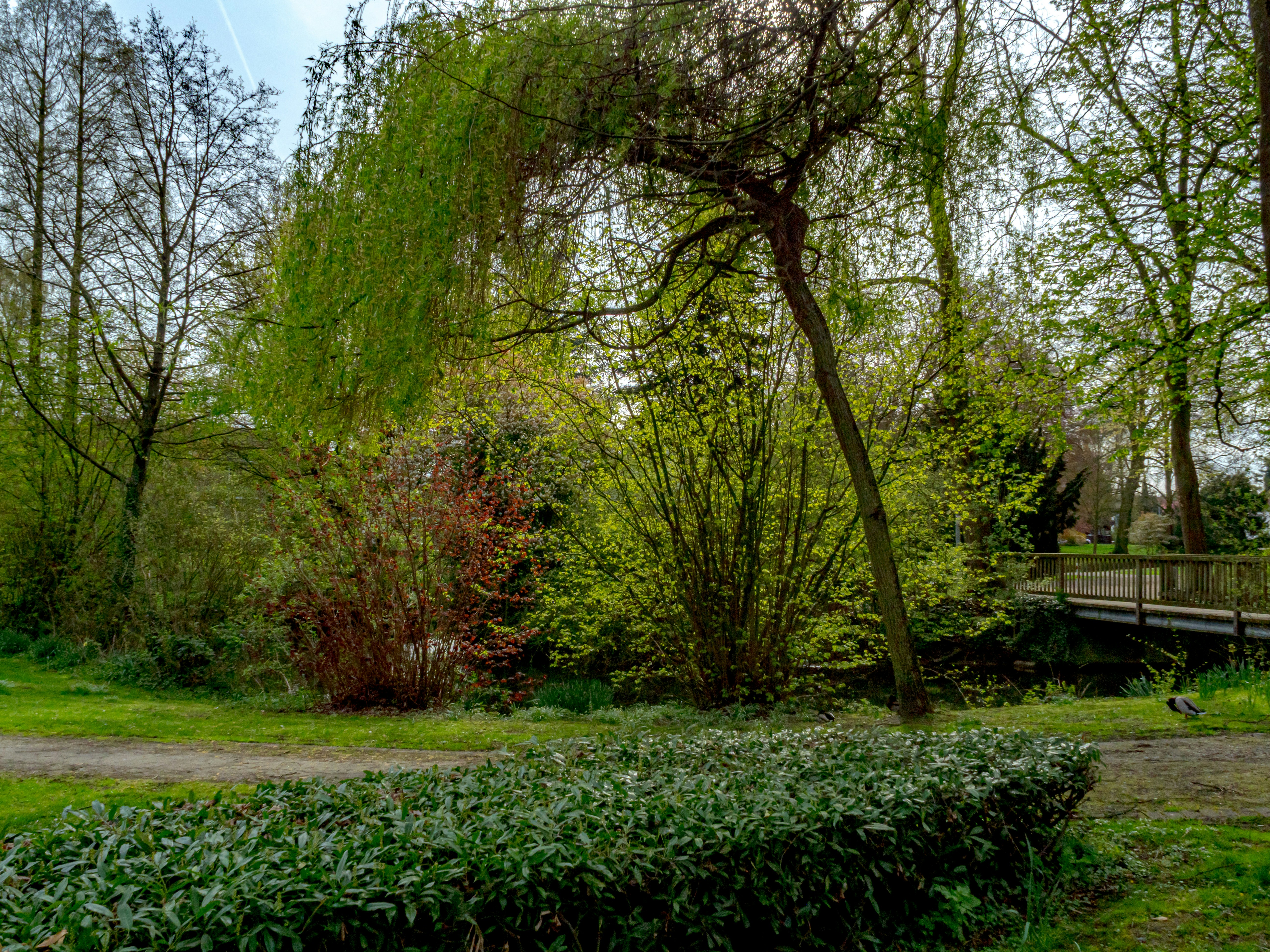 Lime‑green Canopy Over a Quiet Park Walkway