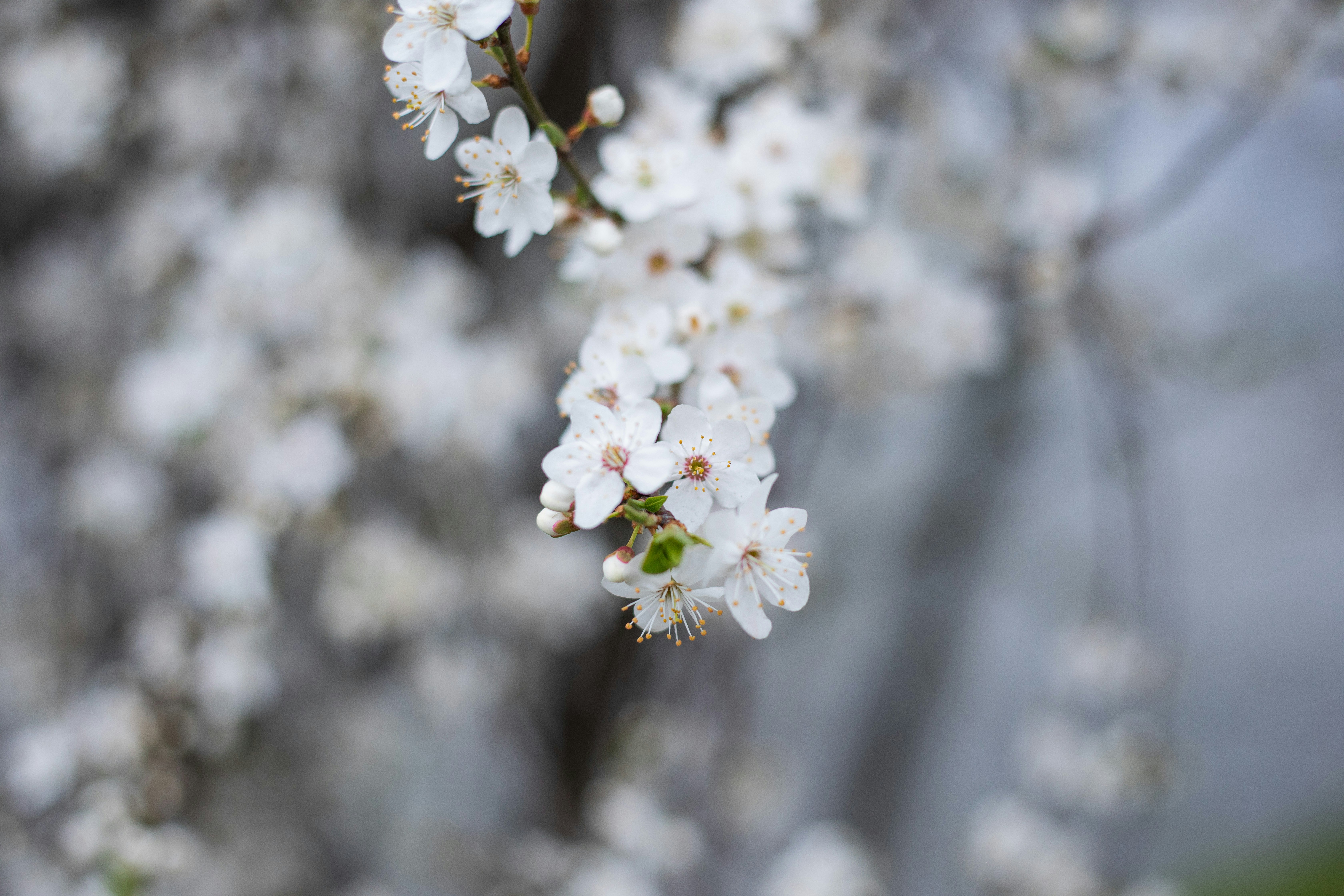 Blossoms in Soft Focus: A Whisper of Spring