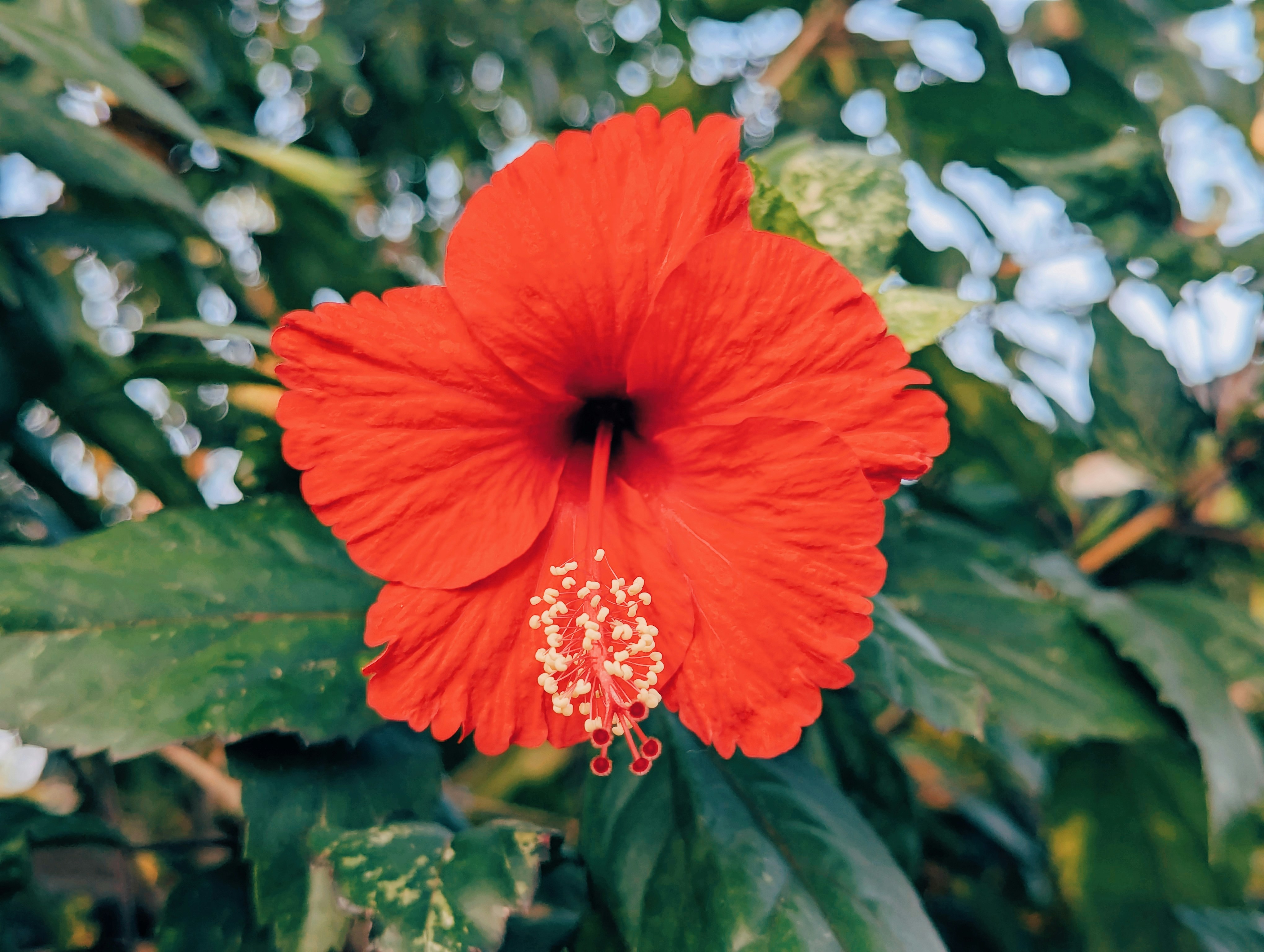 Scarlet Hibiscus: A Bold Bloom Surrounded by Verdant Quiet