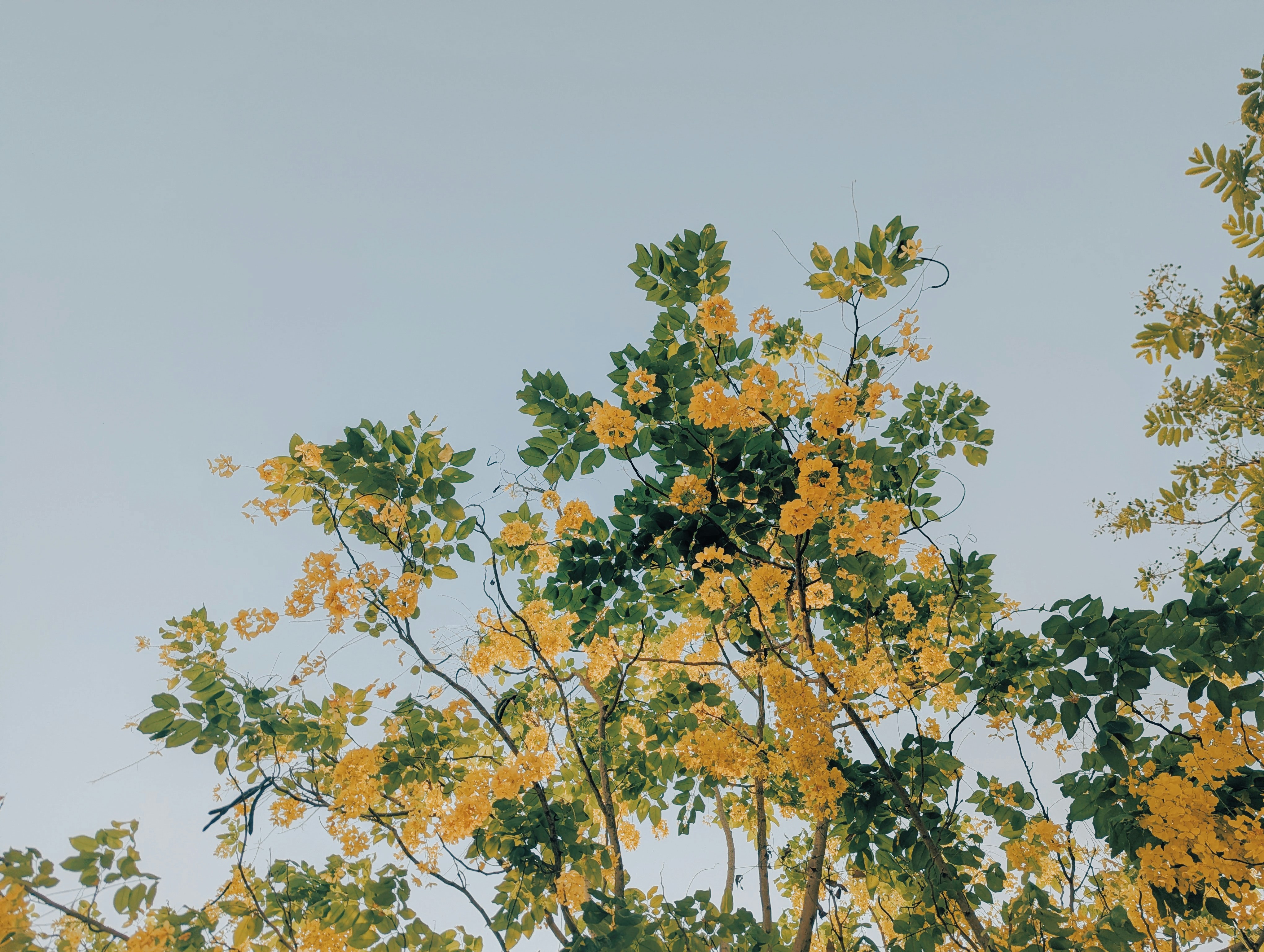 Golden Blooms in a Quiet Spring Canopy