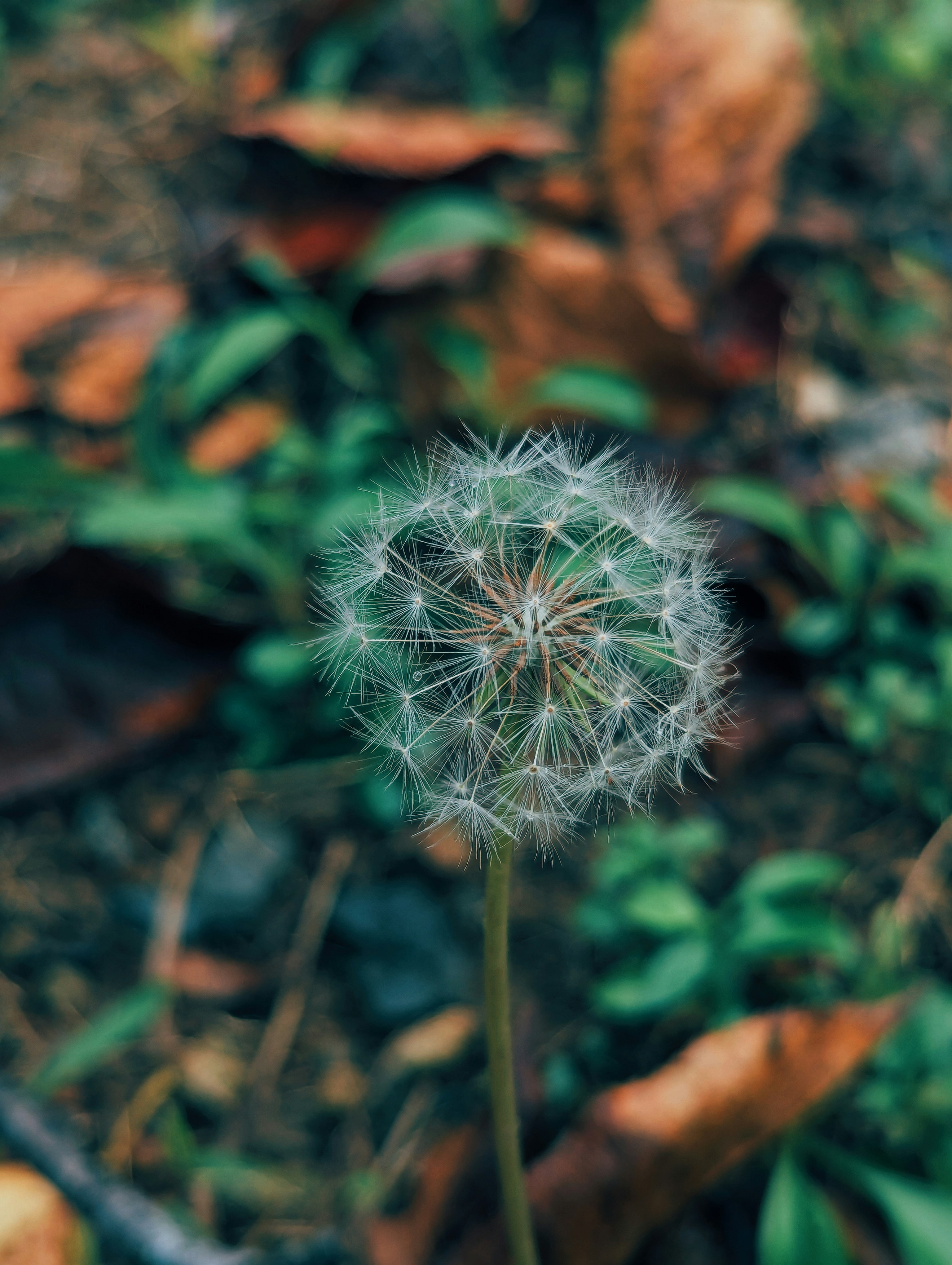 Dandelion Crown Under a Quiet Canopy
