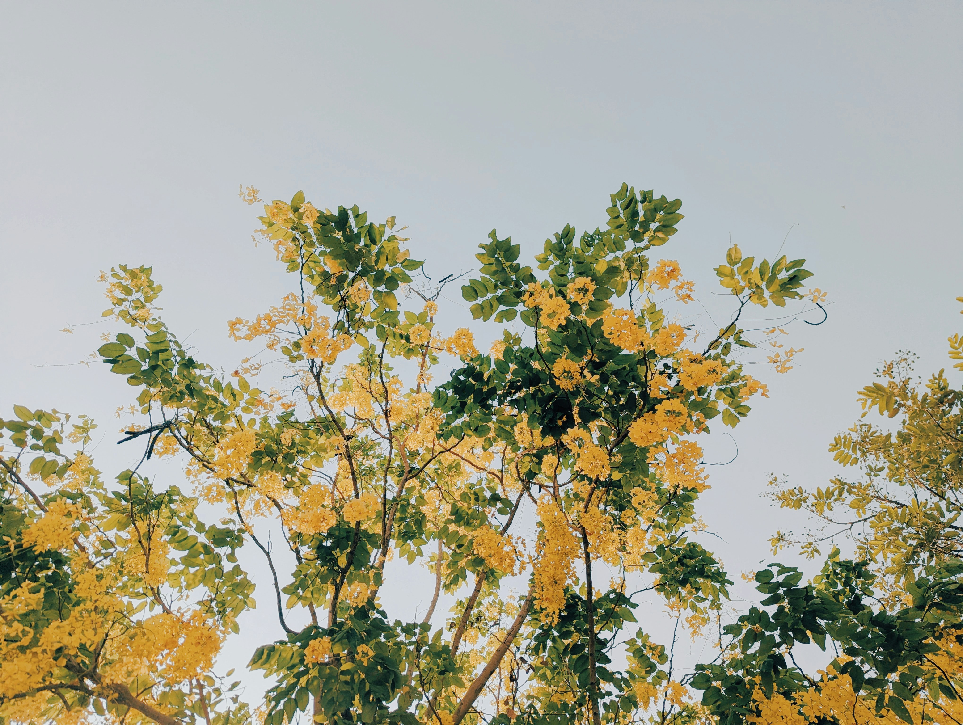 Golden blooms Under a Clear Sky