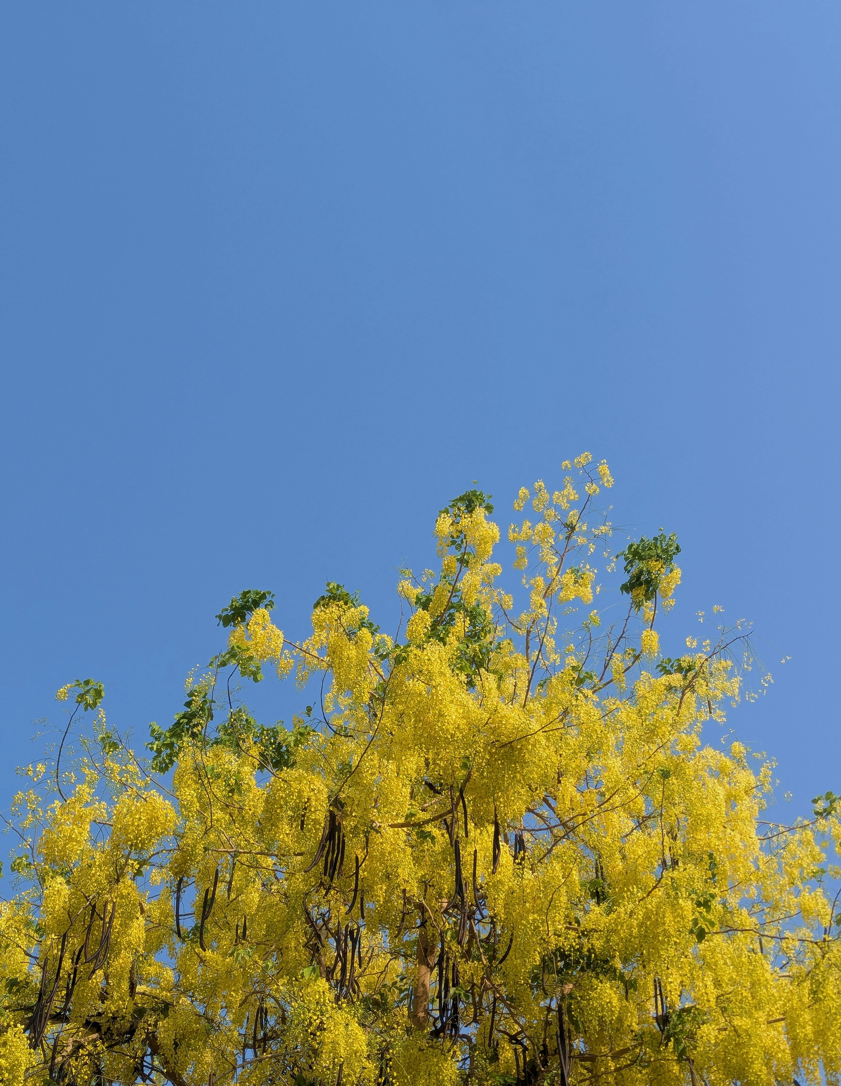 Golden blossoms Reach Toward a Clear Sky