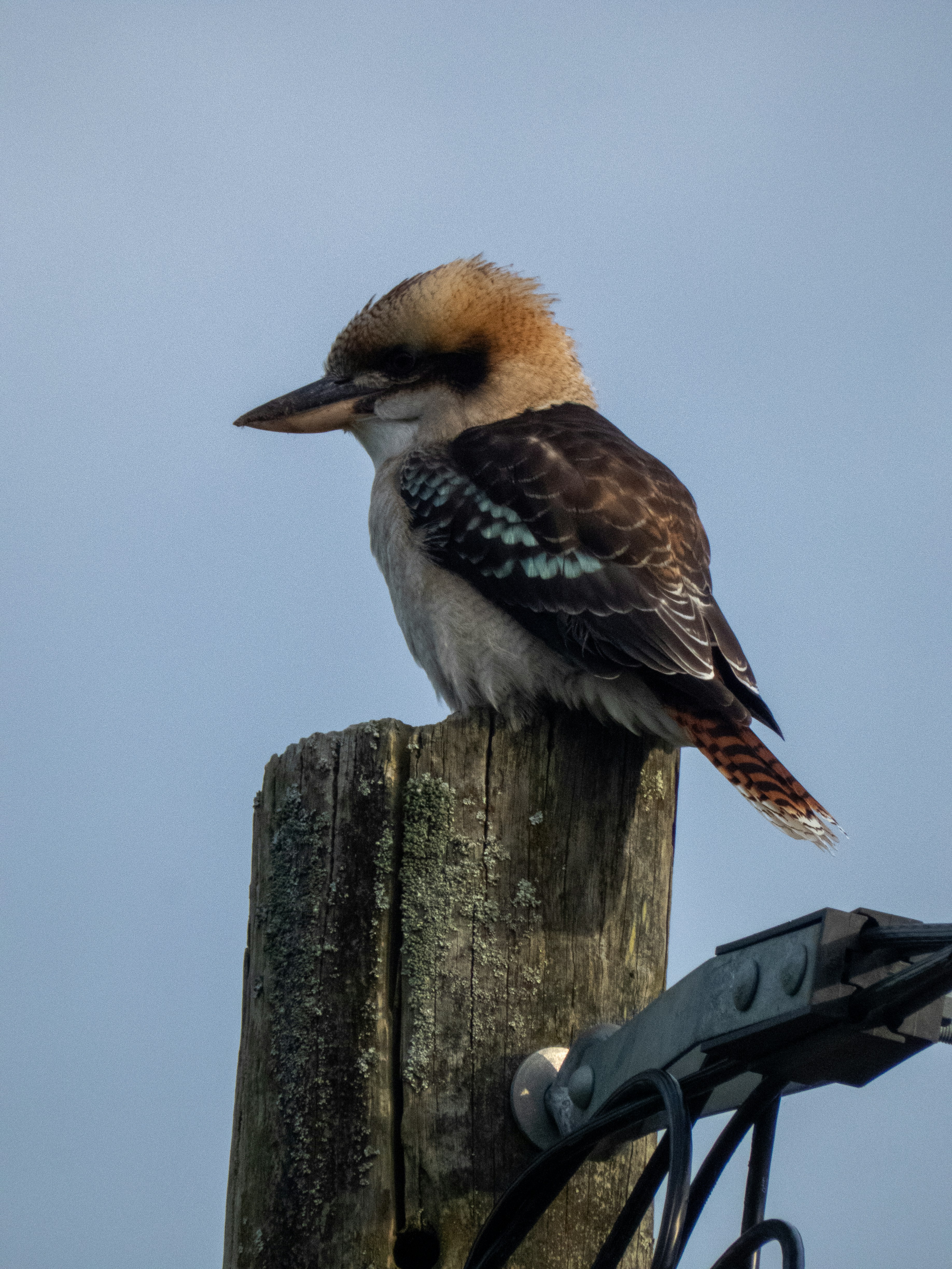 Perched on a Weathered Post: A Koala-Koisant(?) Kayaking Bird—(Note: It's a kooky bird)